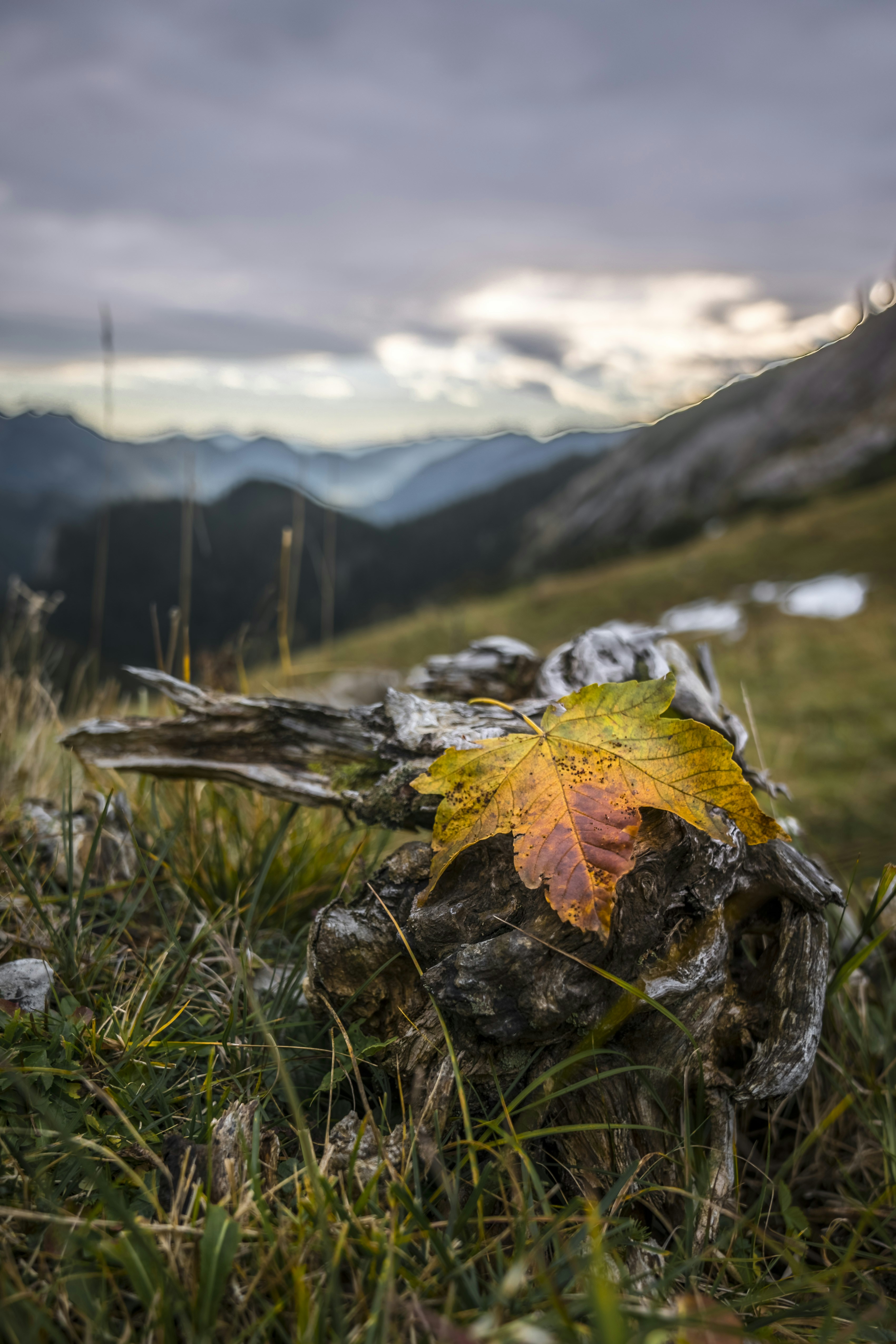 Autumn Leaf on Weathered Wood in Alpine Meadow