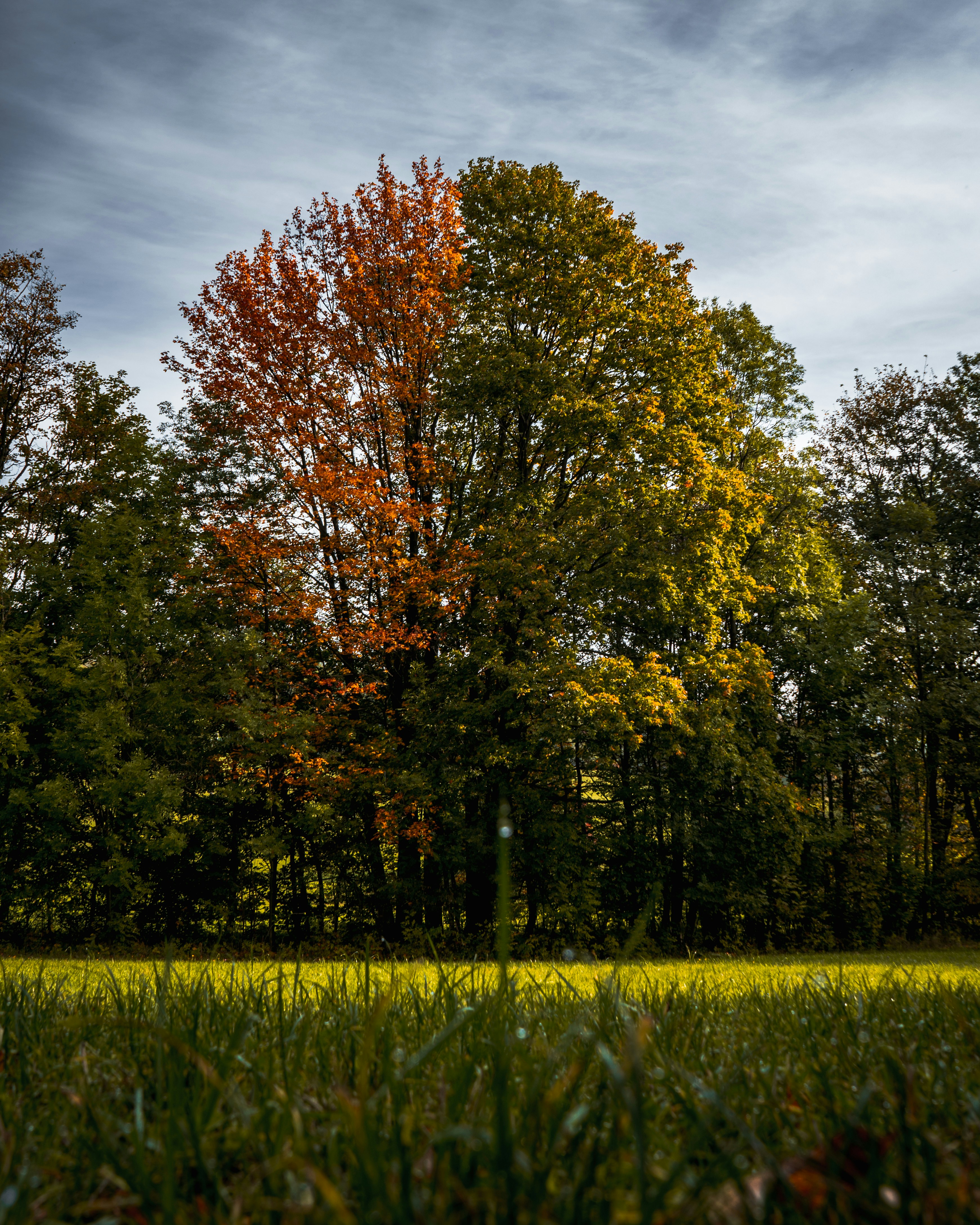 Red and green trees under blue sky during daytime photo – Free Nature ...