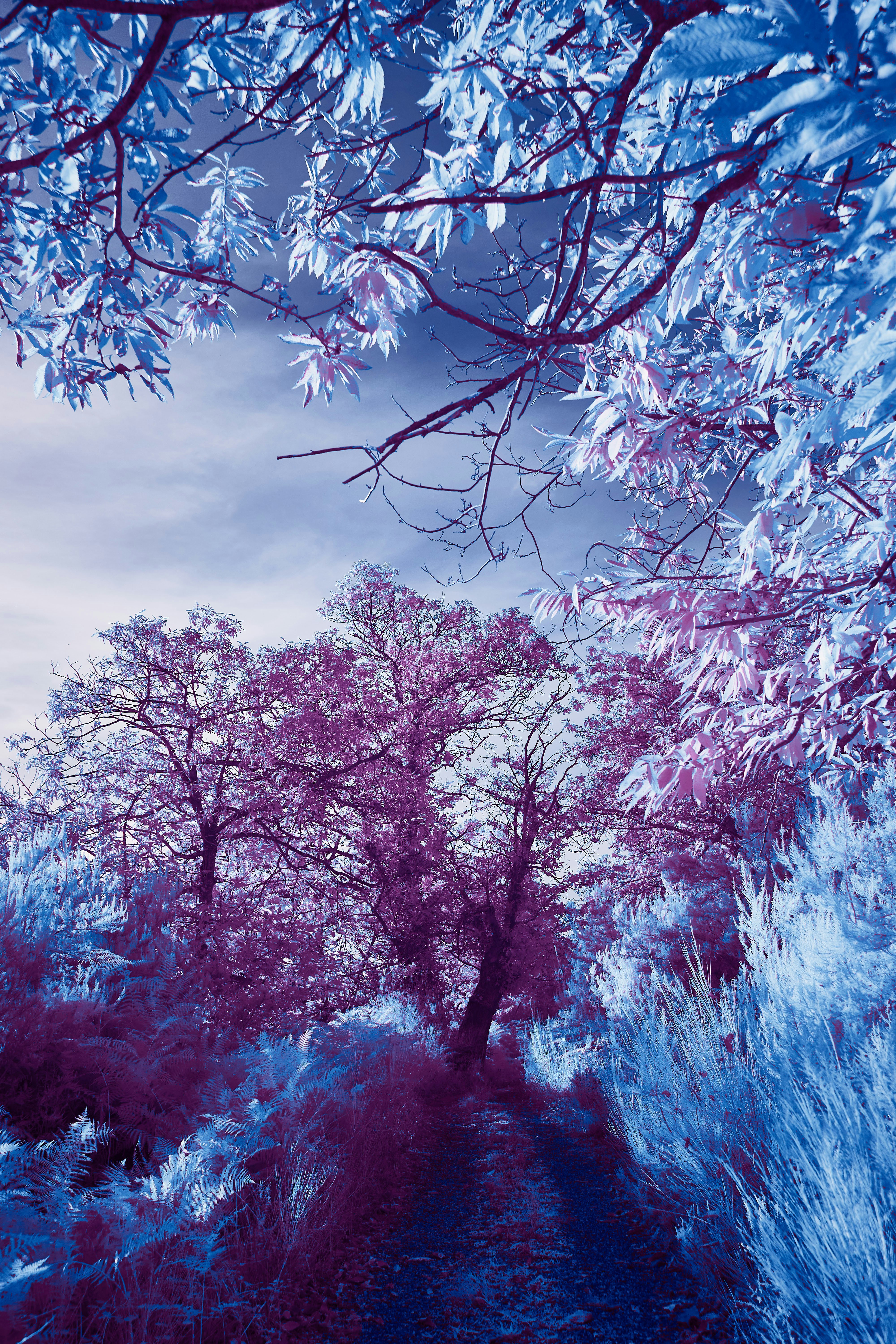 Pink cherry blossom tree under white clouds and blue sky during daytime ...
