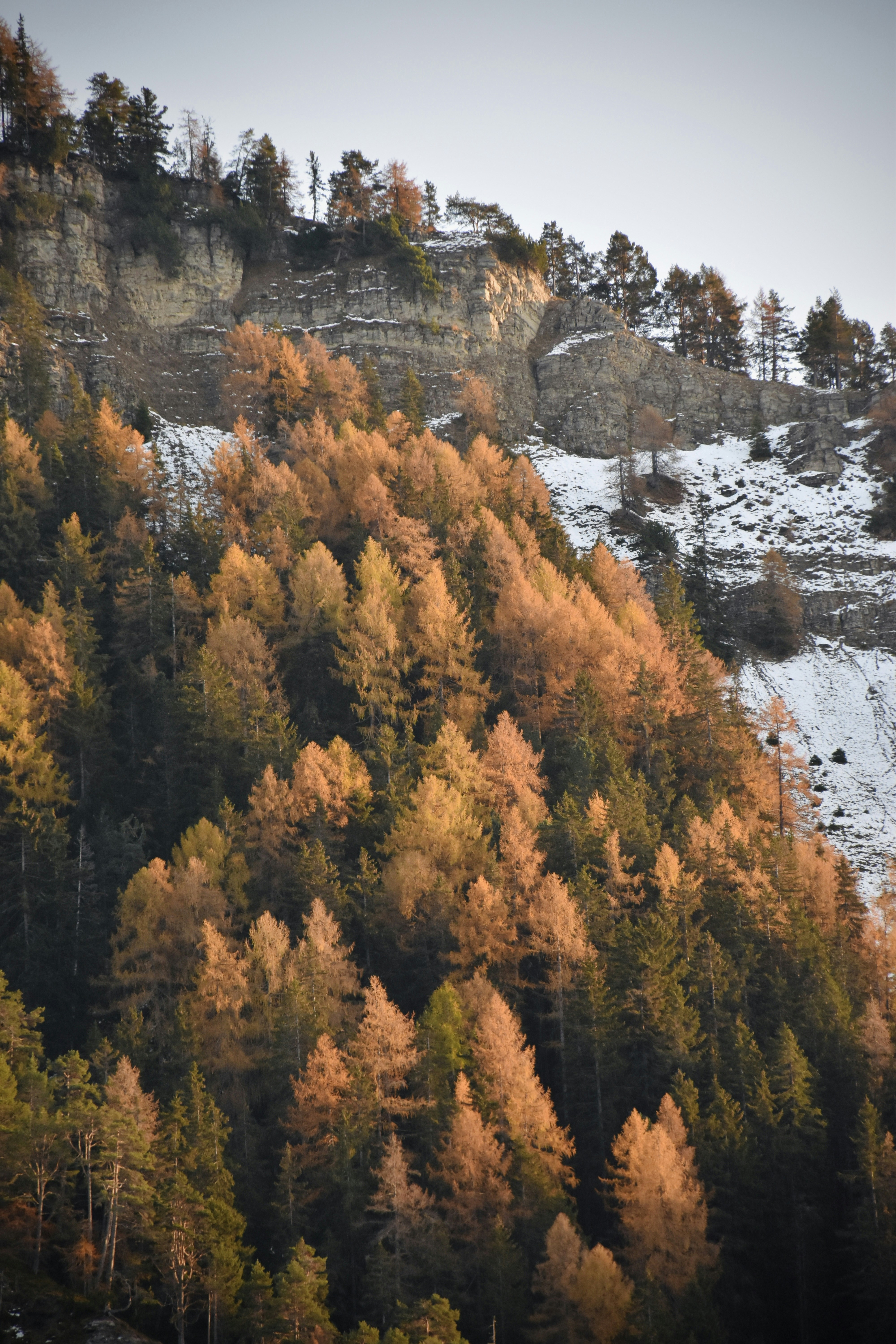 Golden larch trees blanket the mountainside, contrasting with the rocky cliff and patches of snow above. The scene captures the essence of autumn's transition in a mountainous landscape.