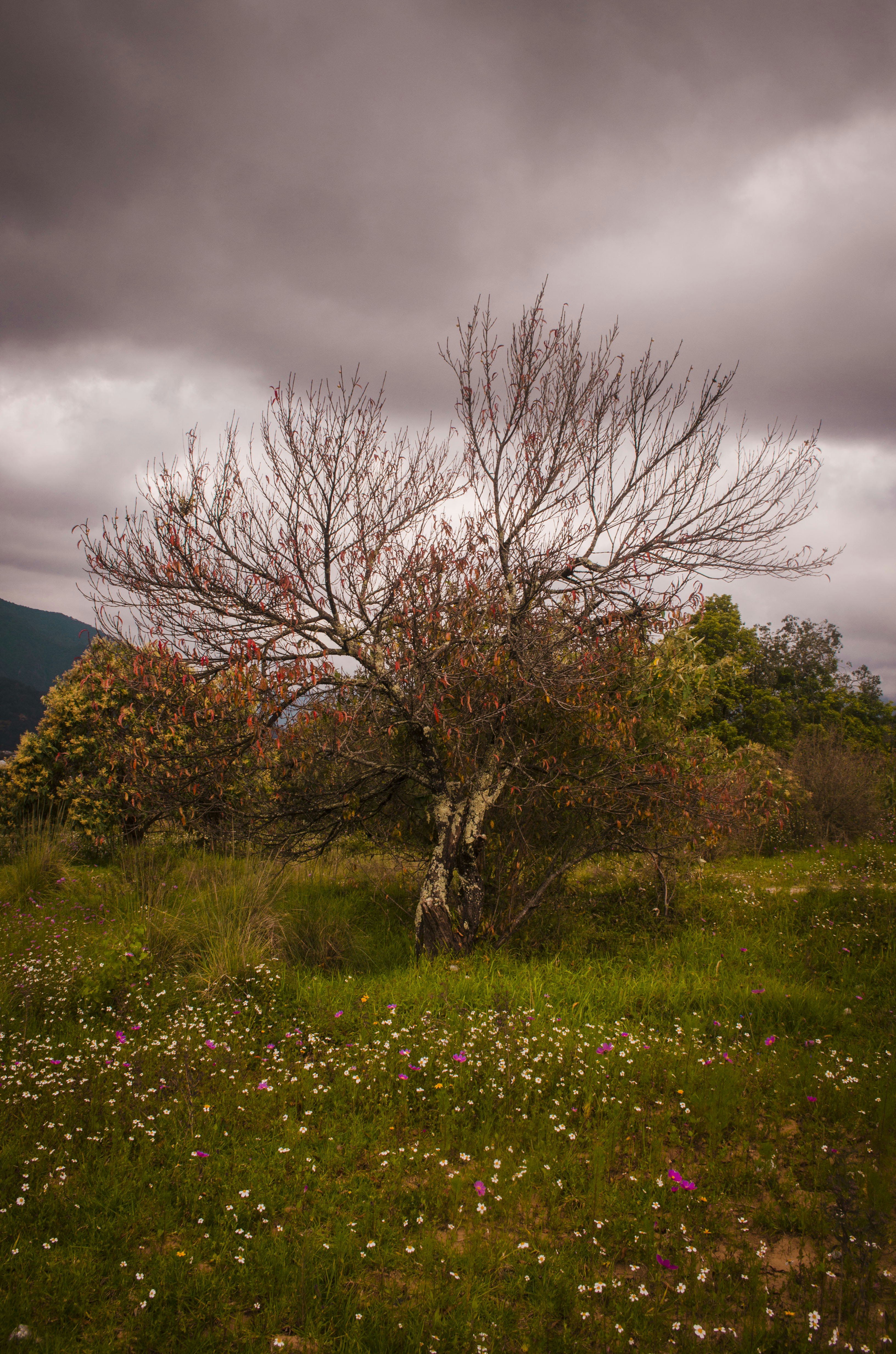 Lonely Orchard in a Field Under brooding skies