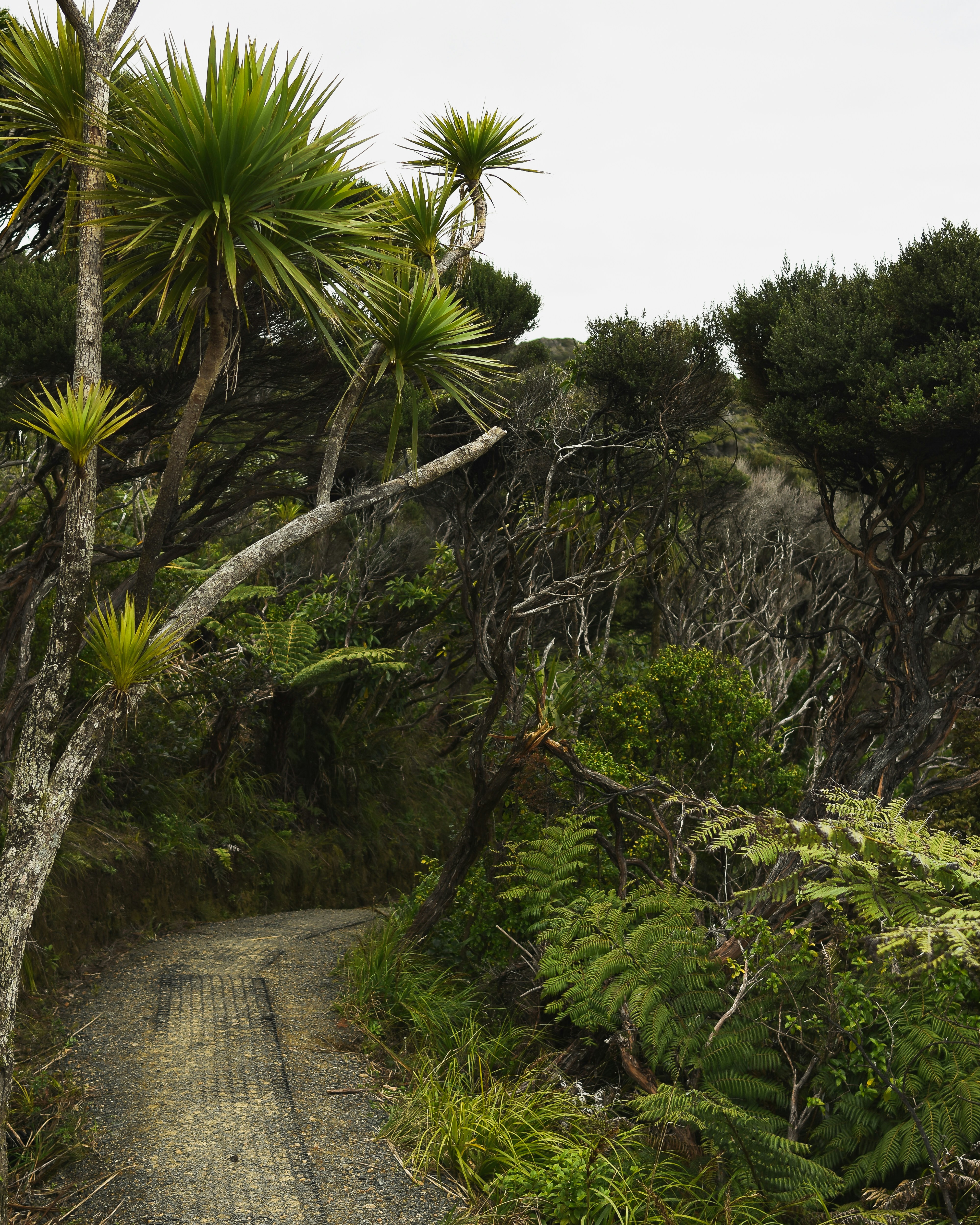 Trail Through a Coastal Scrub: Windswept Yucca Along a Winding Path