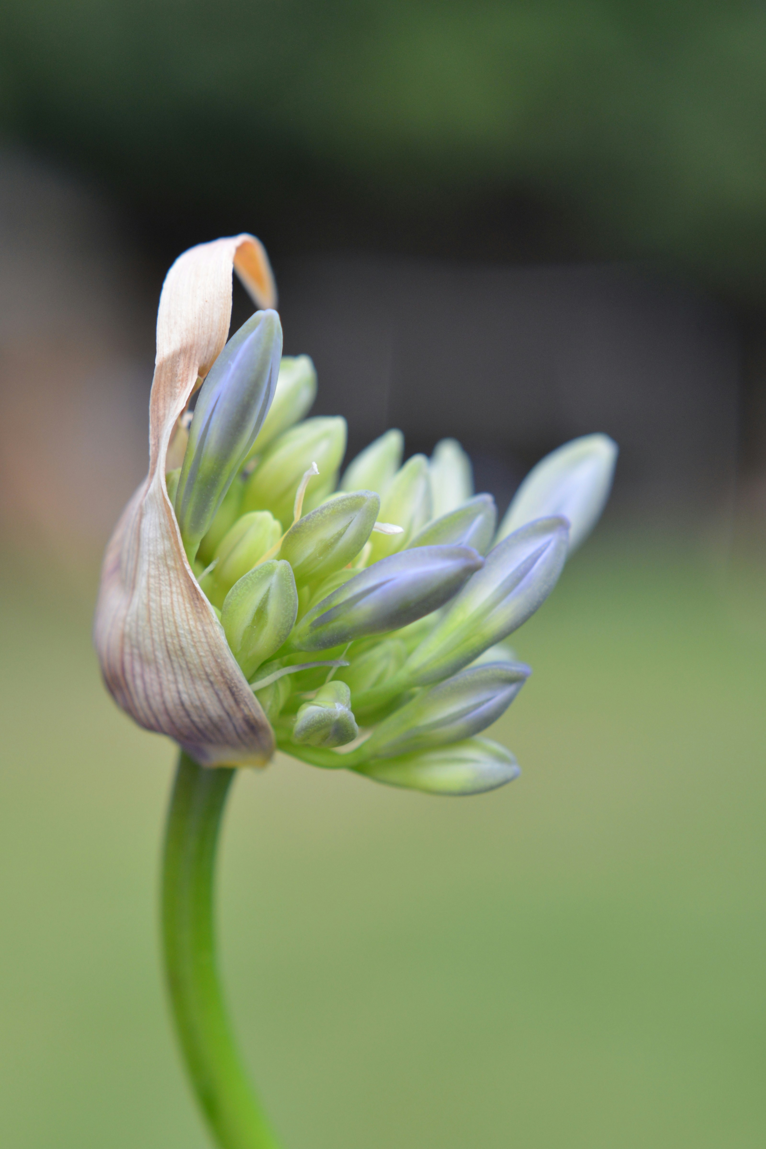 Indigo Buds in Soft Focus: A Macro Moment of a Bud Beginning to Open