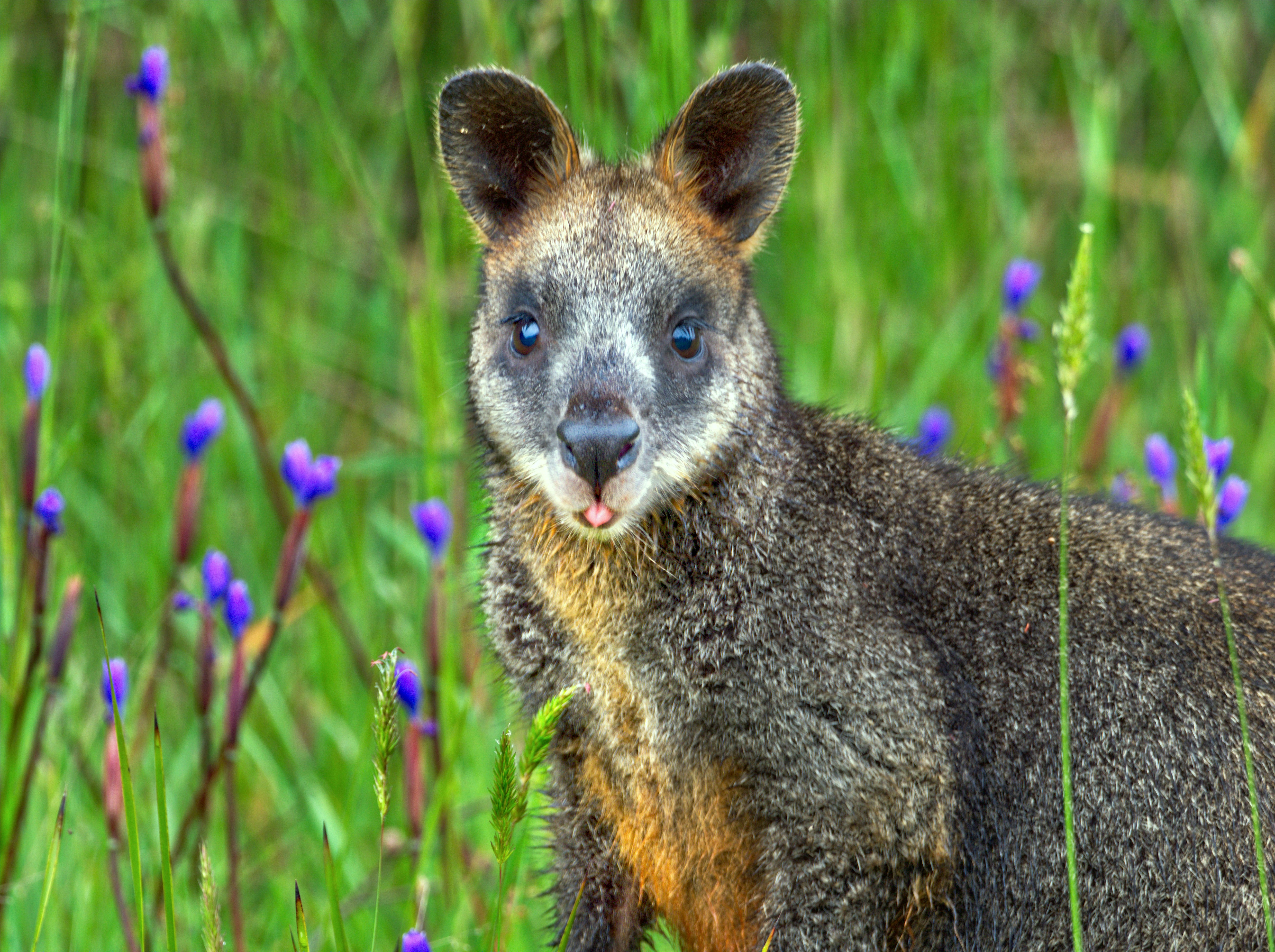 A wallaby peers inquisitively from a vibrant field of purple flowers, showcasing its unique features against a lush green backdrop.