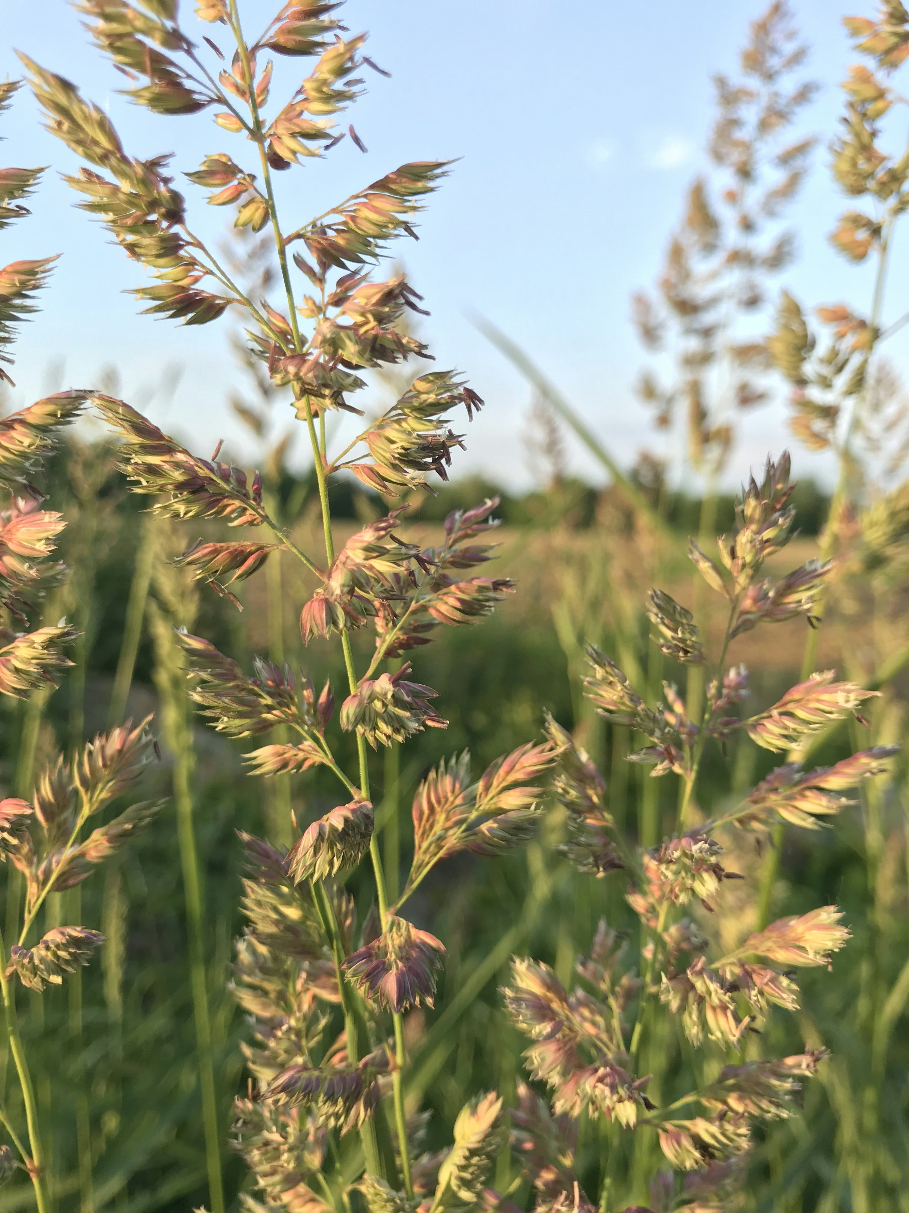 Golden Hour Seed Heads: A Close-Up in a Meadow