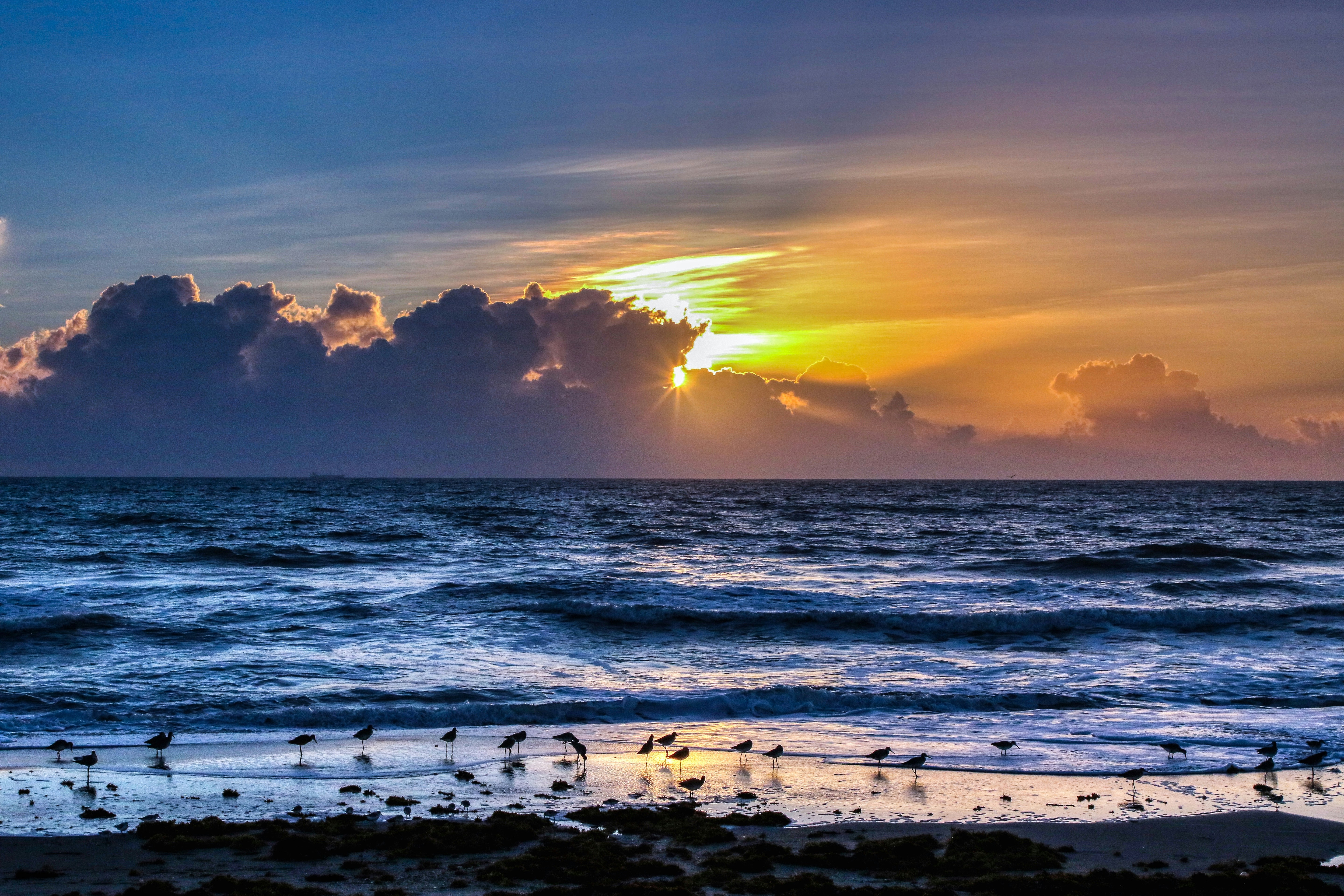 Seabirds at Dawn's First Light