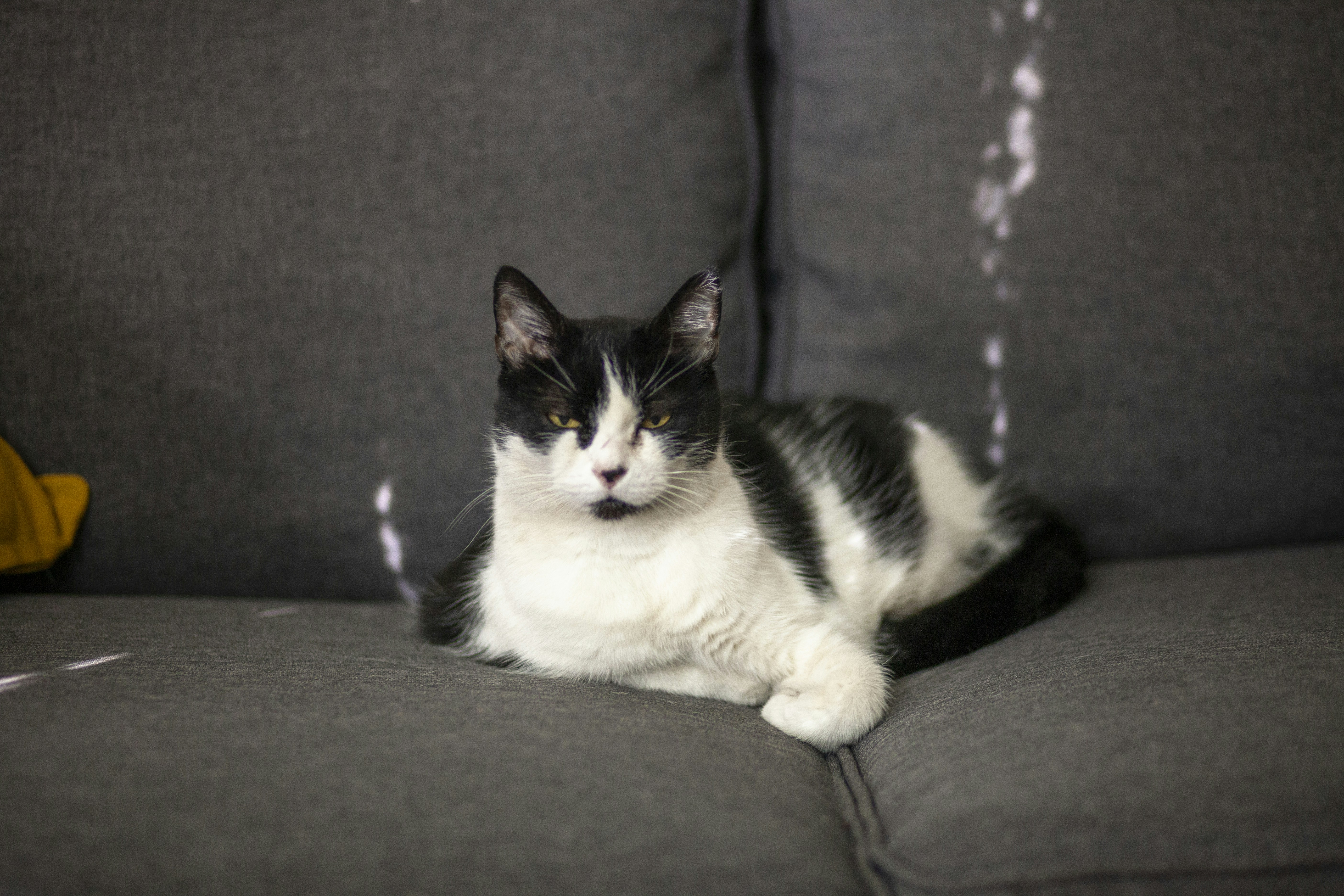 white and black cat lying on gray couch