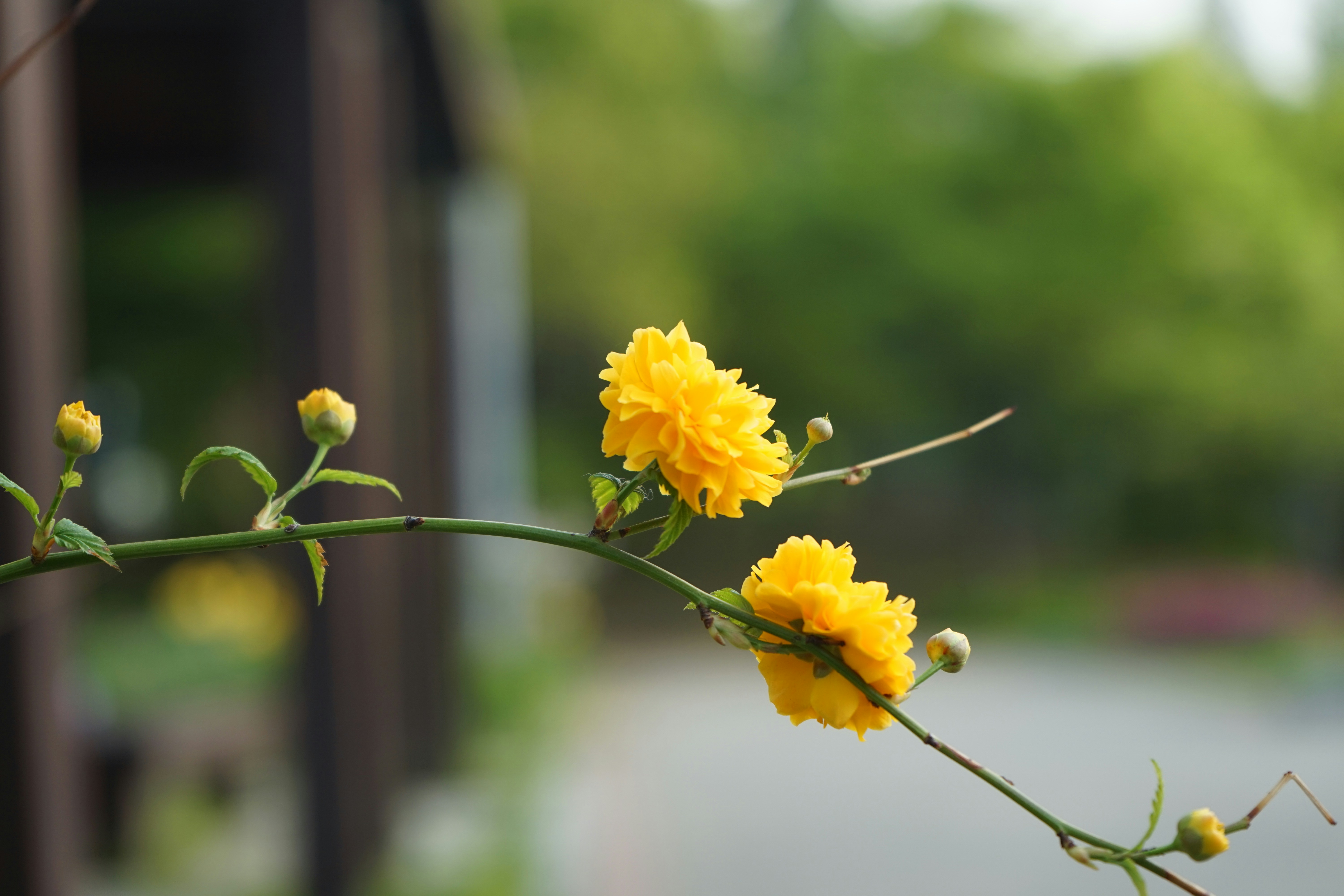 yellow flower in tilt shift lens