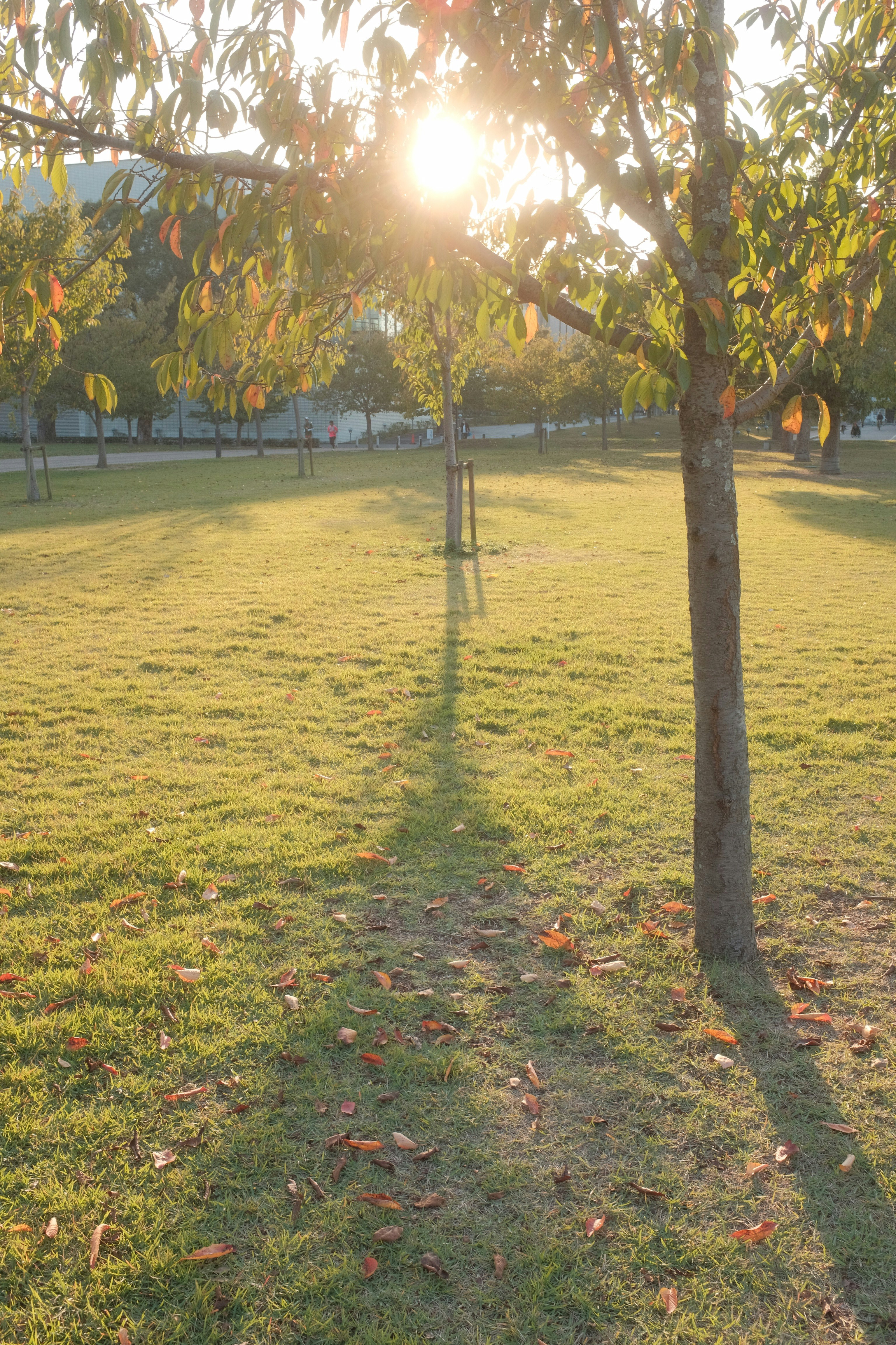 Golden sunlight filters through a tree, casting shadows on a grassy park scattered with fallen leaves.