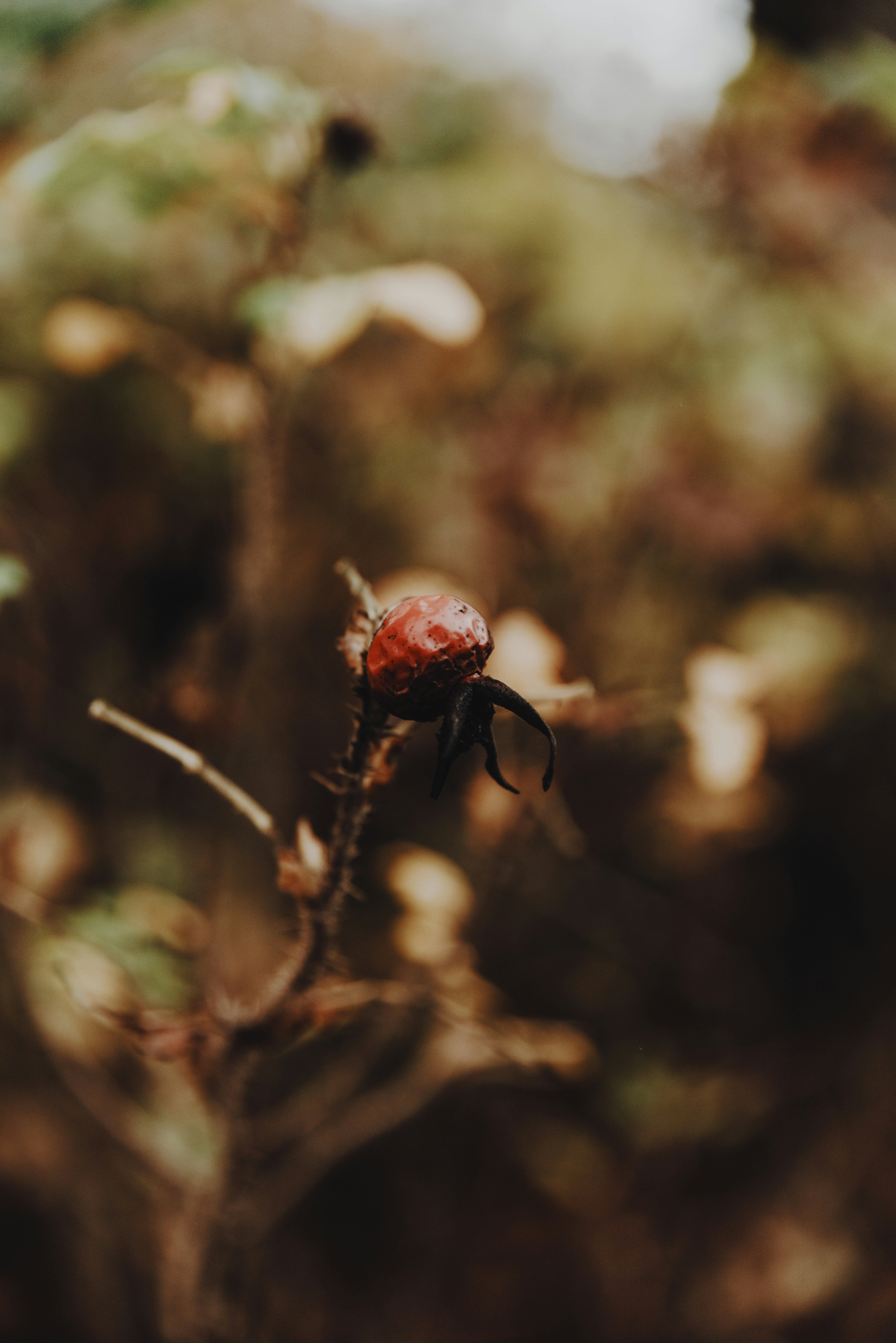 Lone Rose Hip in Velvet Autumn Blur