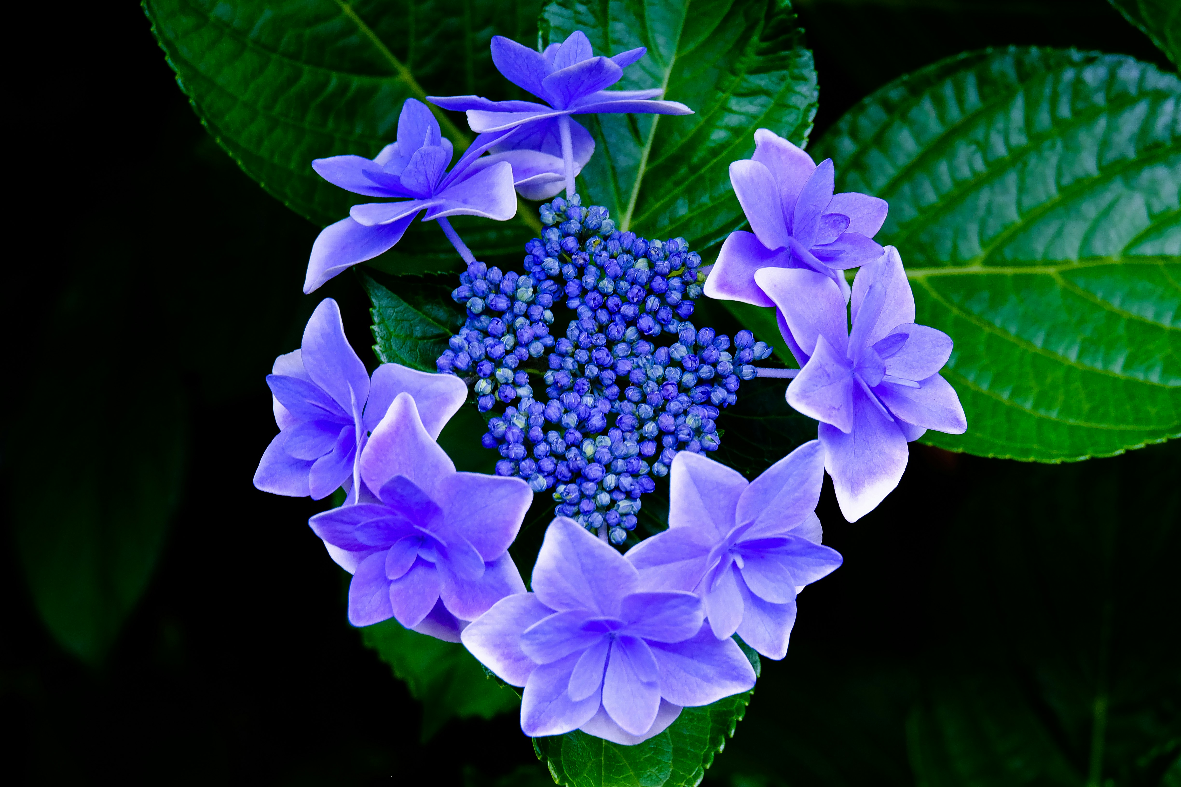 Close-up photograph of a purple hydrangea with bright petals forming a ring around a cluster of tiny blue buds, set against dark green background.