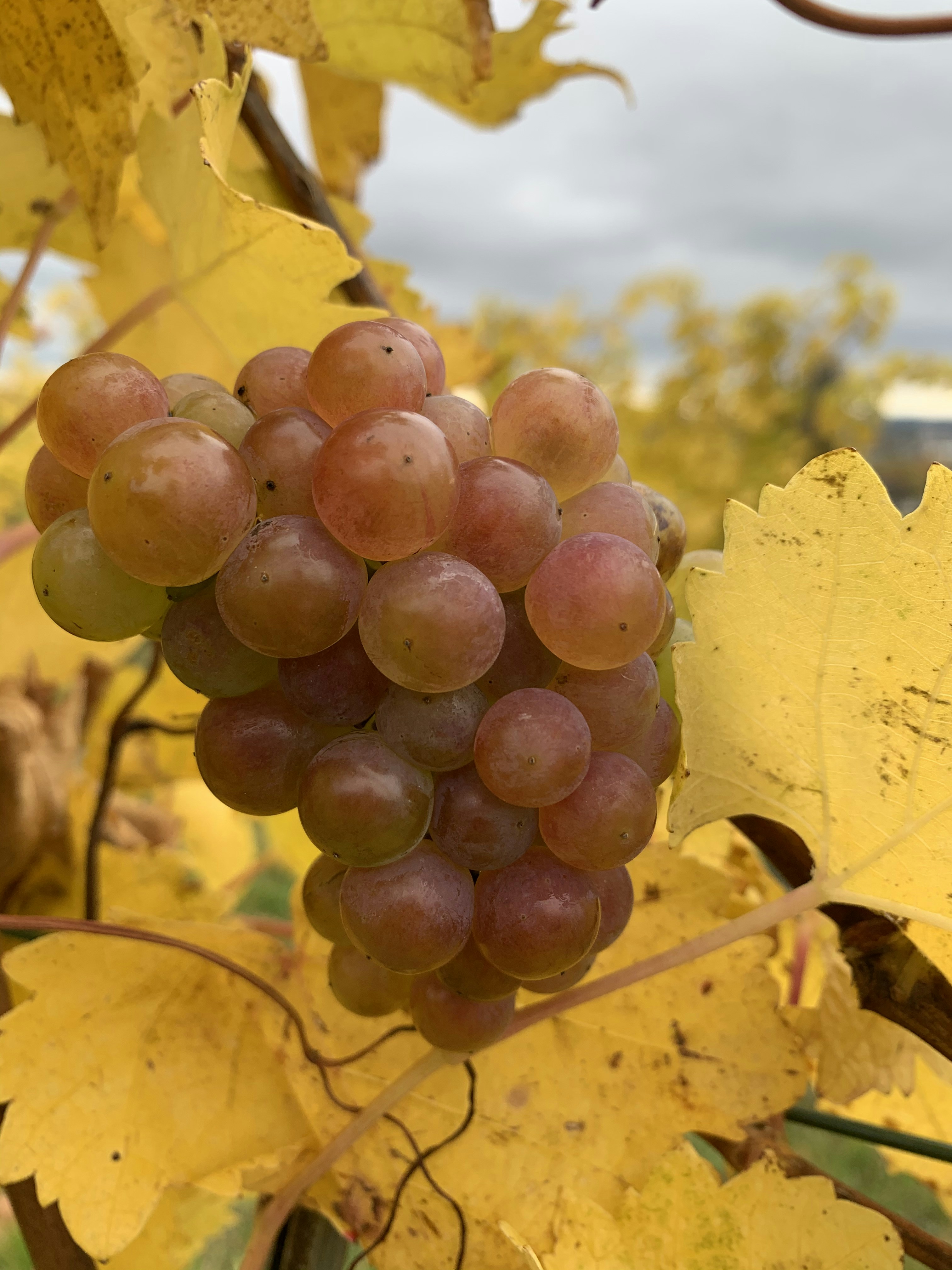 Autumn Harvest Glow: A Grapevine Cluster Bathed in Sunlit Leaves