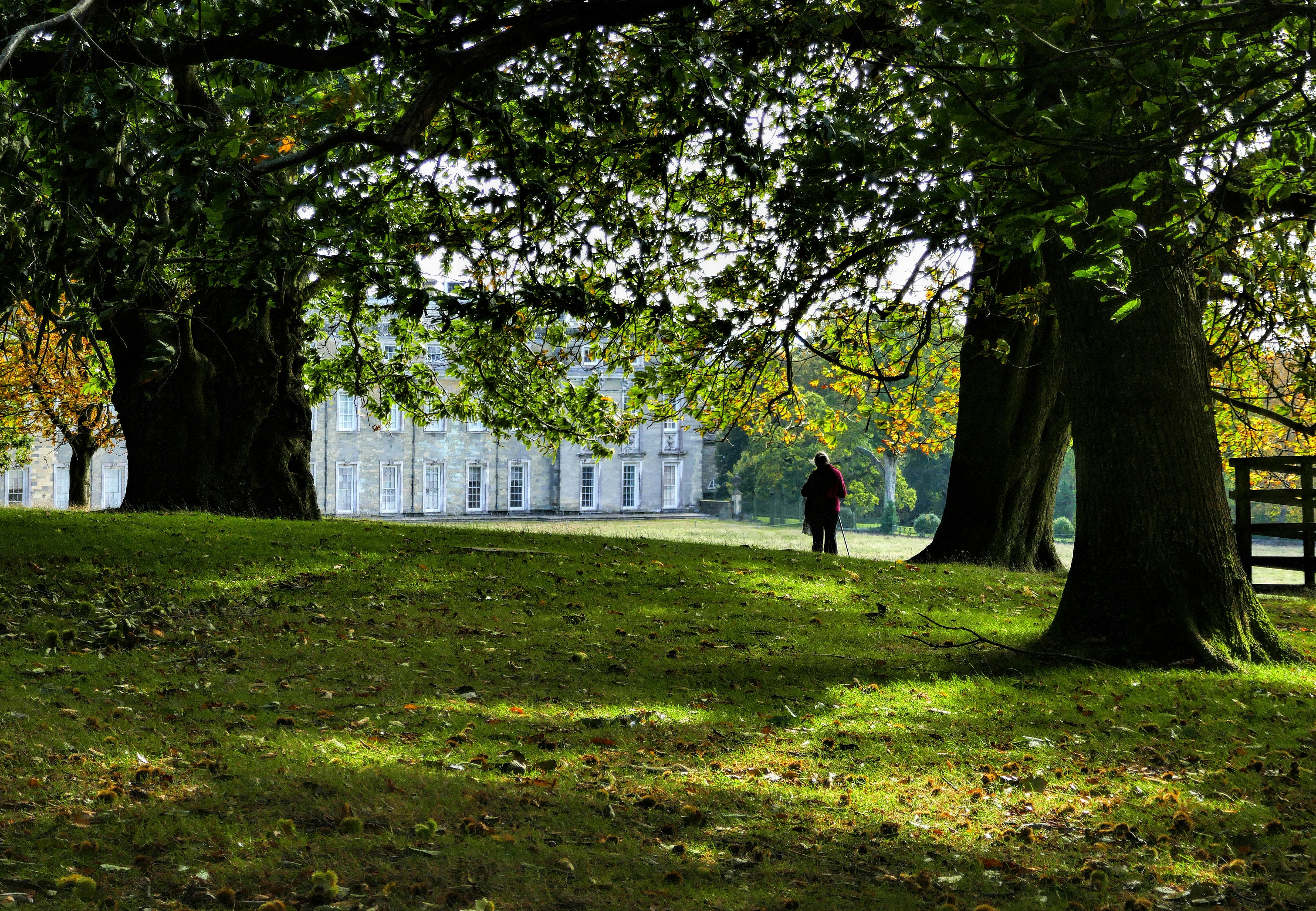 Person walking with a cane through a sun-dappled park, framed by towering trees and a stately building in the background.