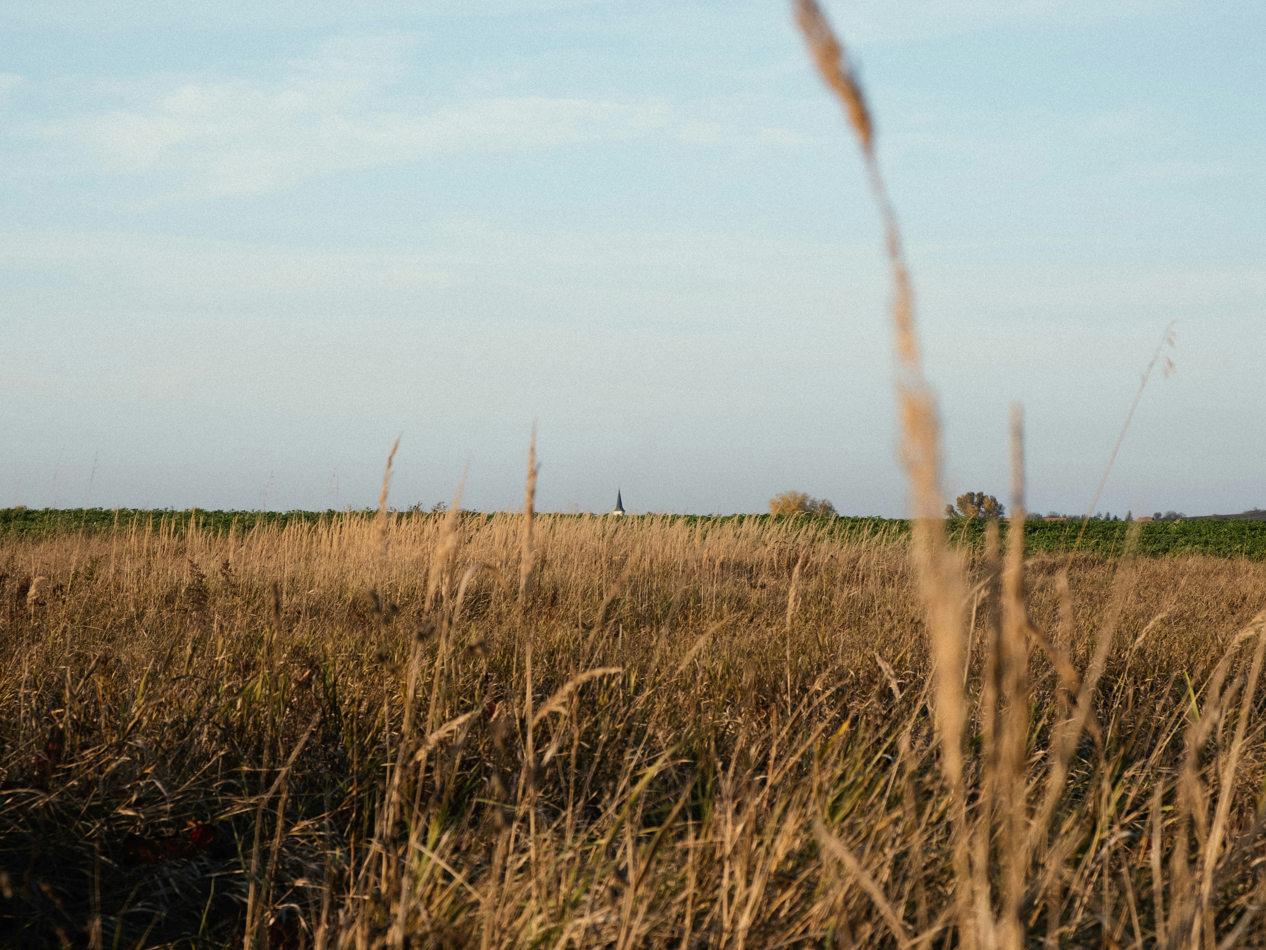 Golden grasses sway gently in a vast field under a soft sky, hinting at the tranquility of nature's embrace.