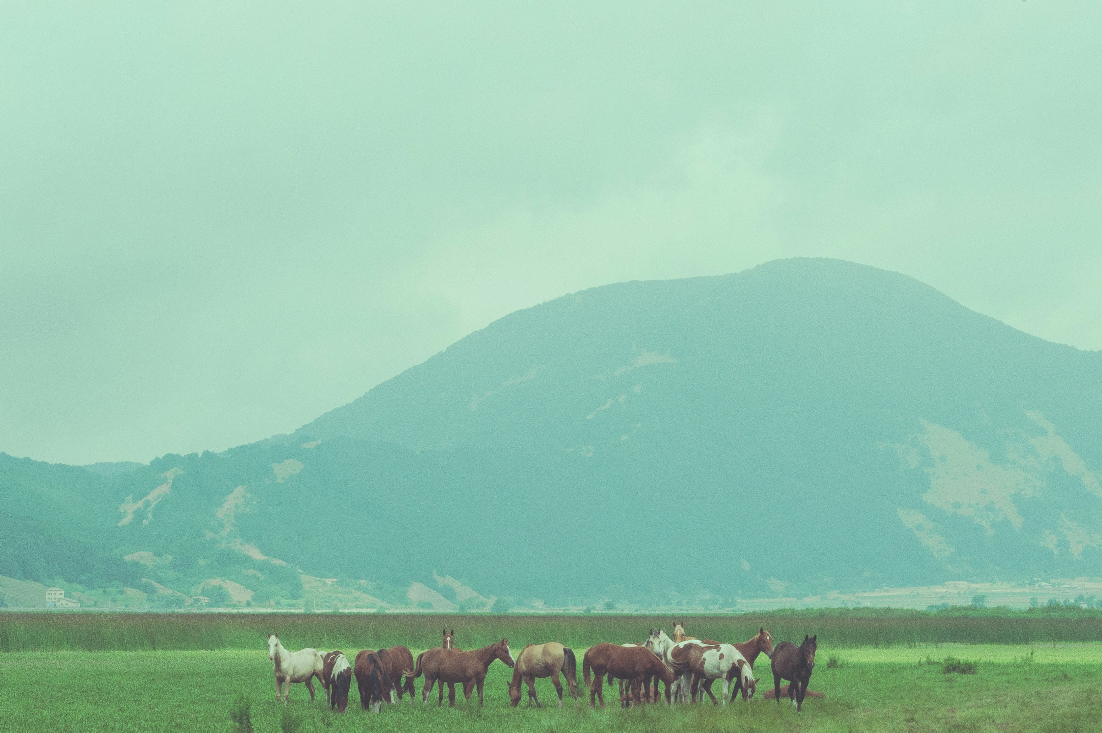 Herd of horses grazing peacefully in a lush green field against a backdrop of rolling hills under a cloudy sky.