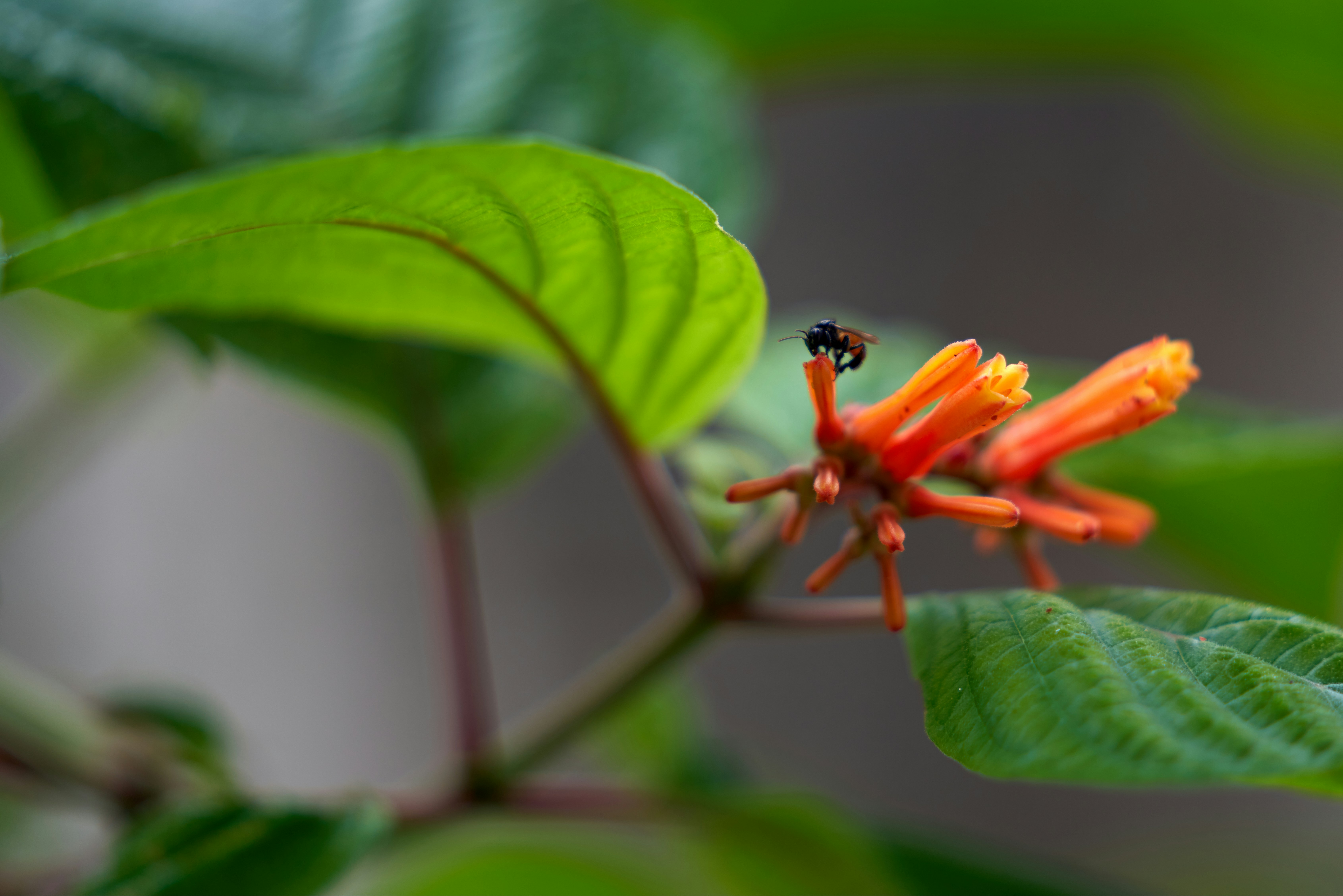 orange and black ant on green leaf