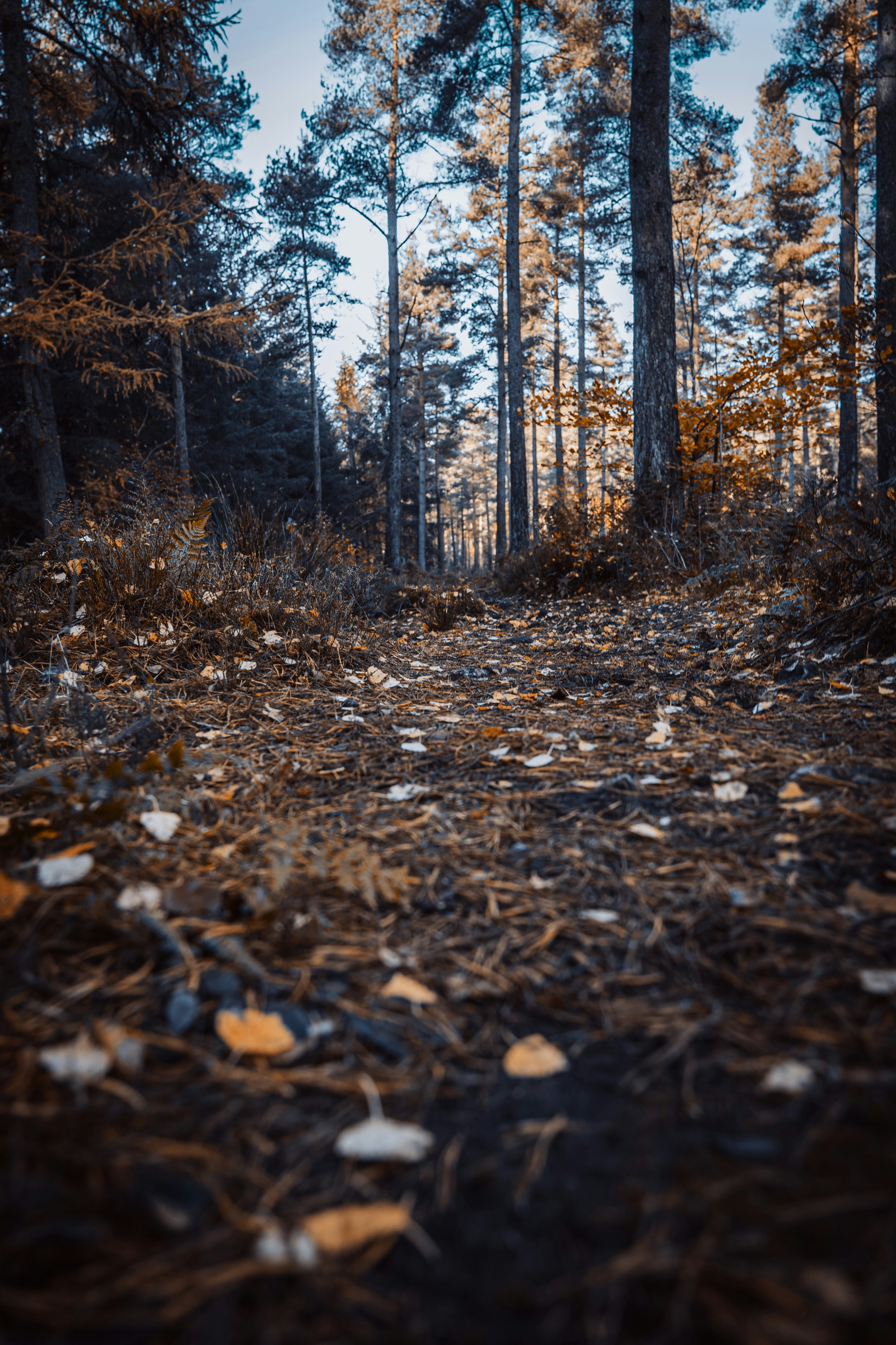 Woodland Path Pictures | Download Free Images on Unsplash