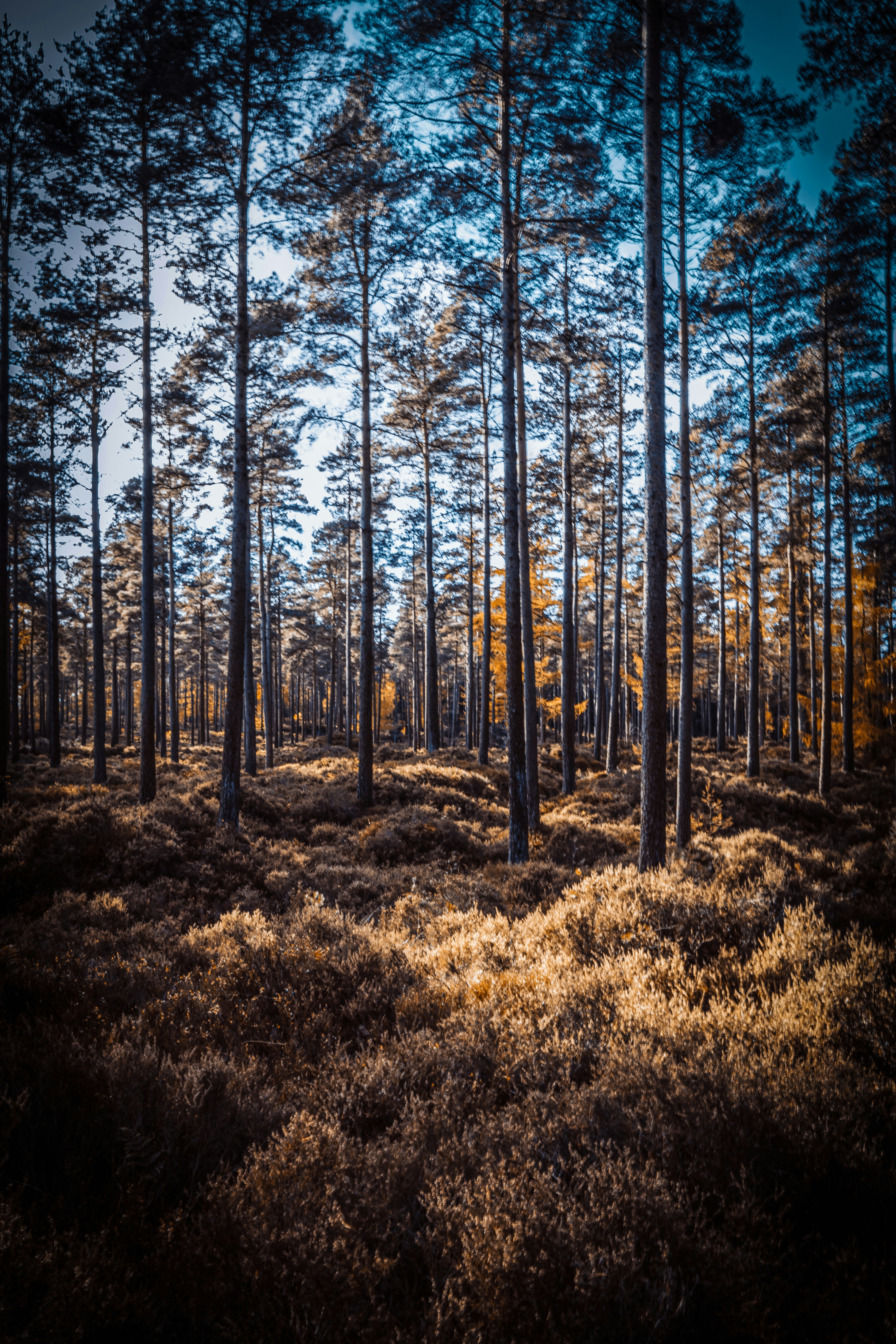 Sunlit Pines Through a Velvet Woodland