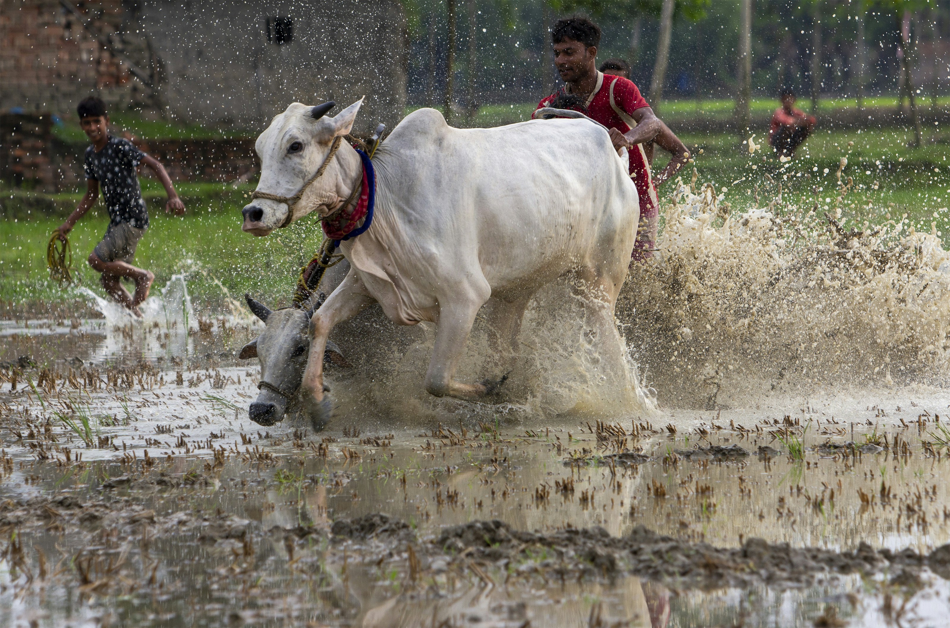 Man in red shirt riding white cow on water photo – Free West bengal ...