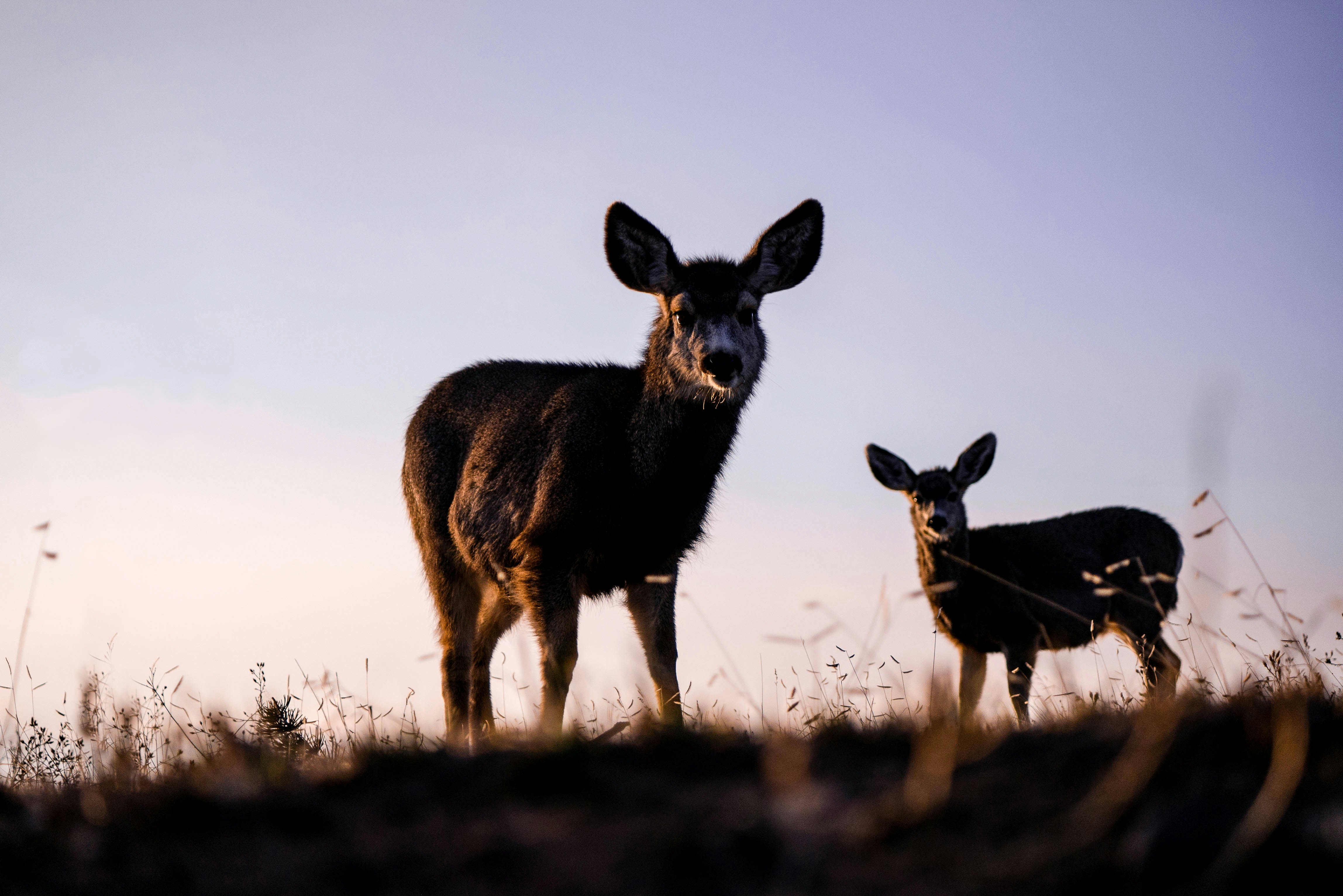 Two deer standing in a grassy field during twilight, silhouetted against a pastel sky.