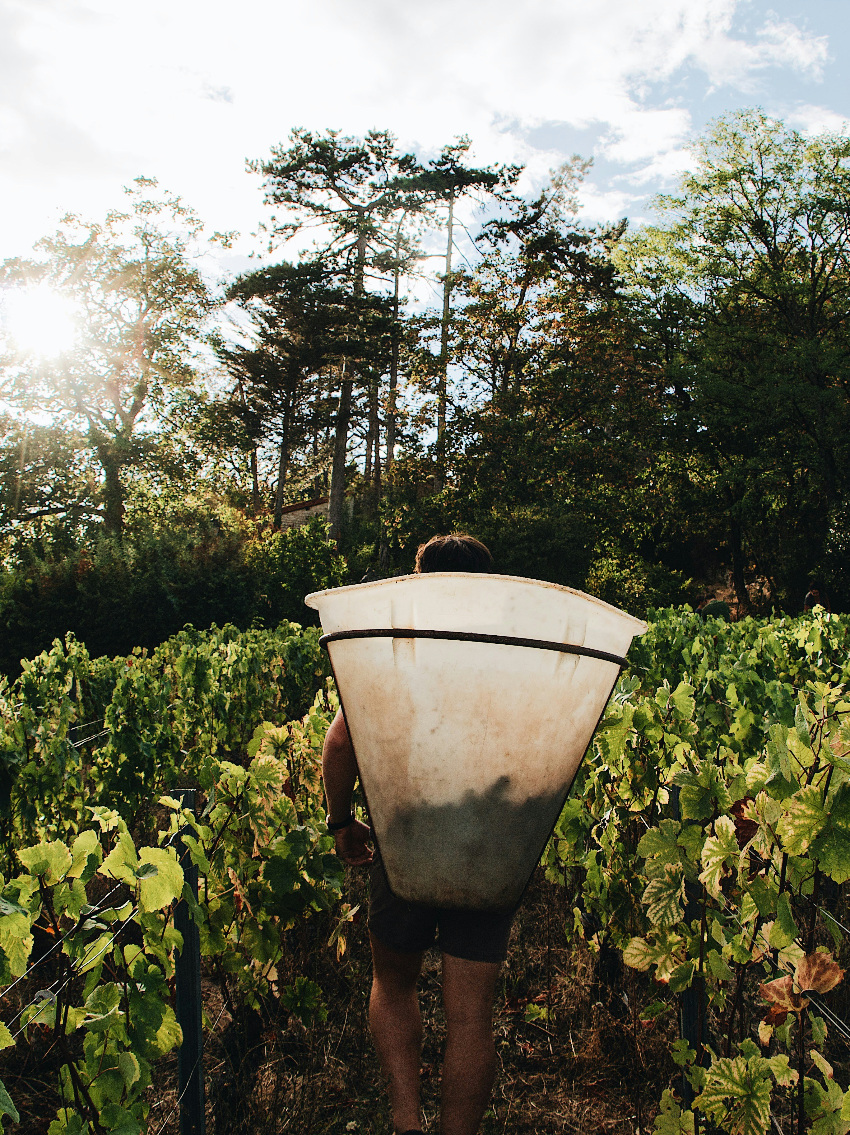 The Harvest Burden: A Worker Toting a Giant Bucket Through the Vineyard