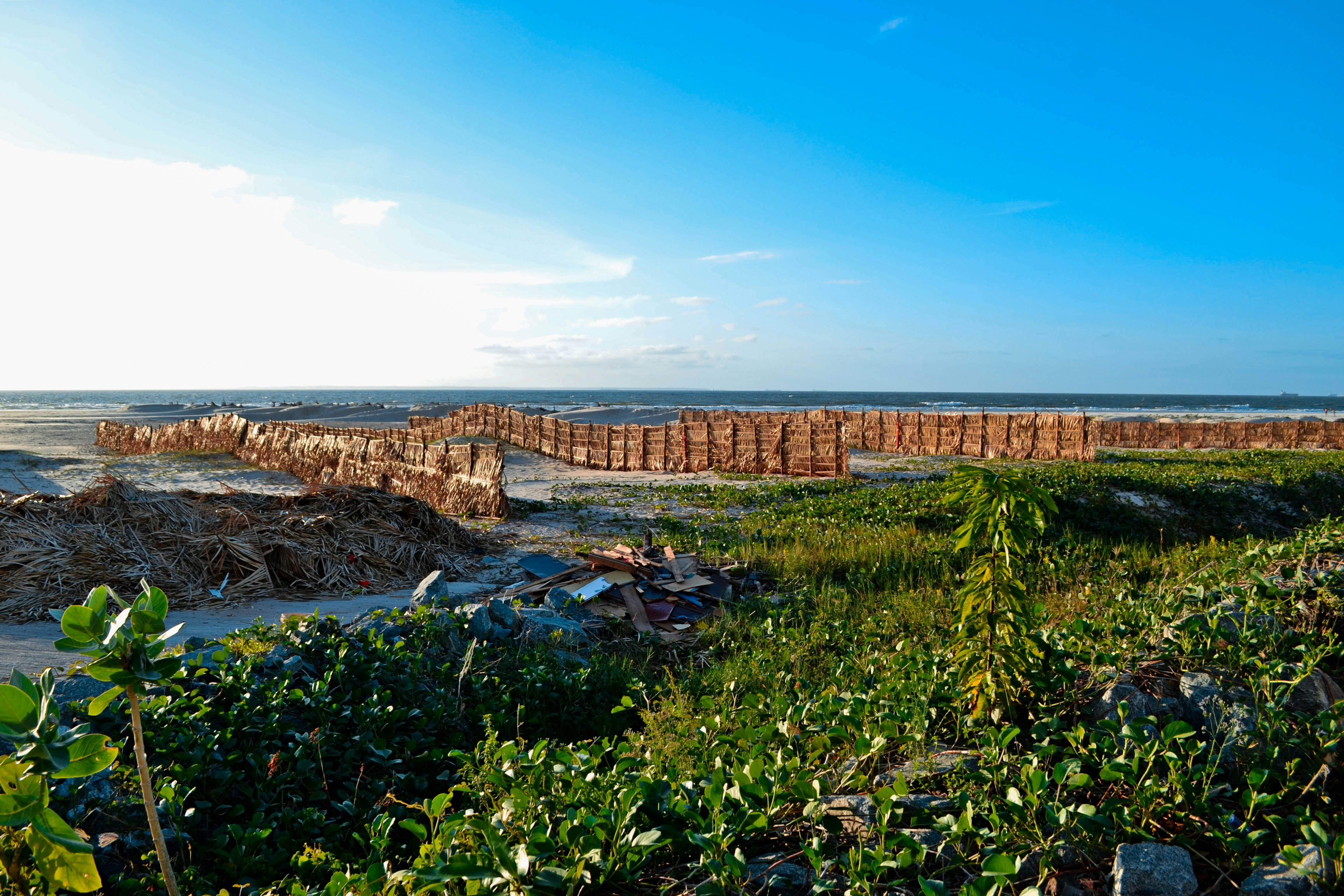 green plants on brown wooden bridge under blue sky during daytime