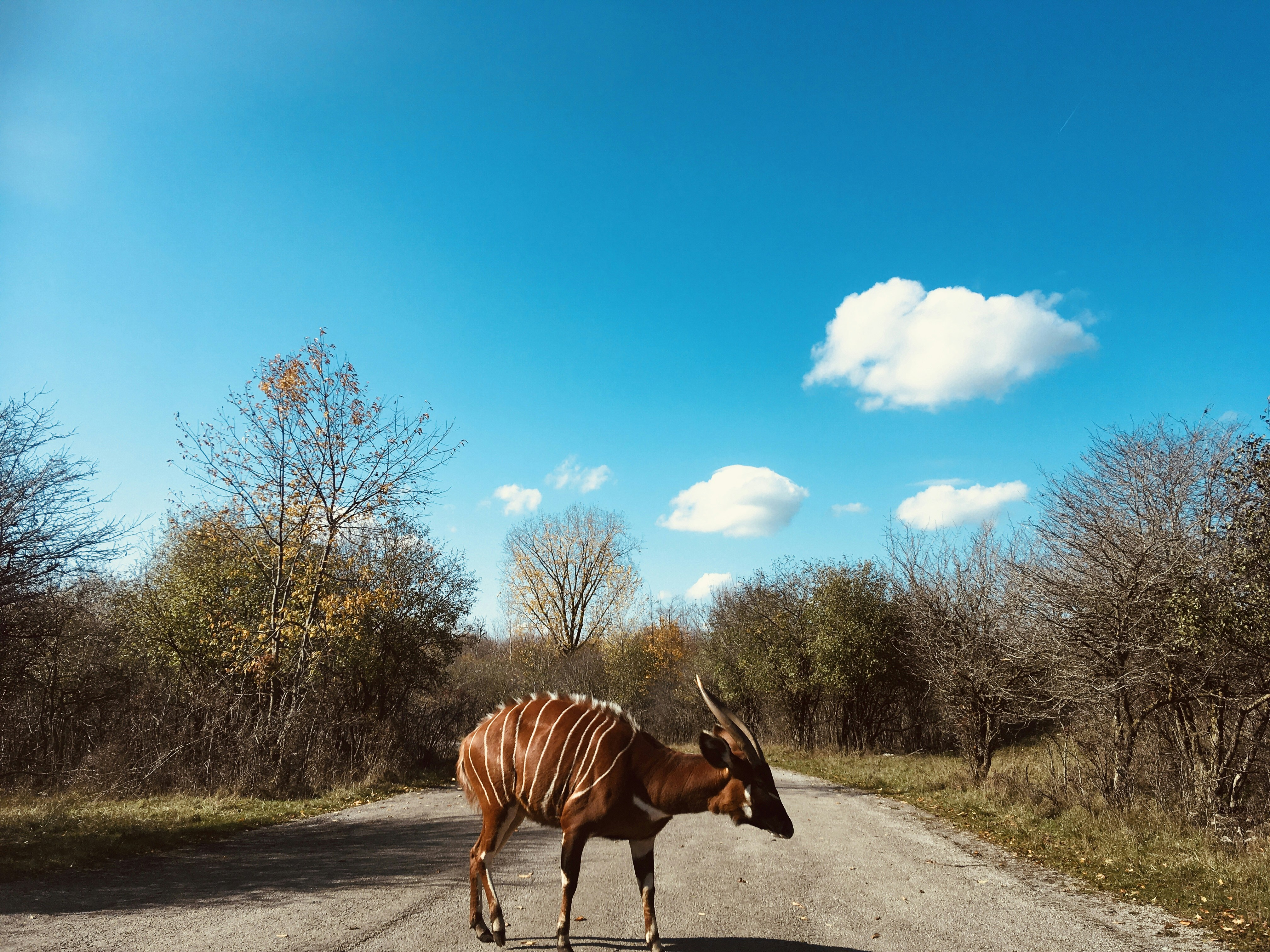 Oryx on the Gravel Road: Quiet Sentinel of the Autumn Corridor