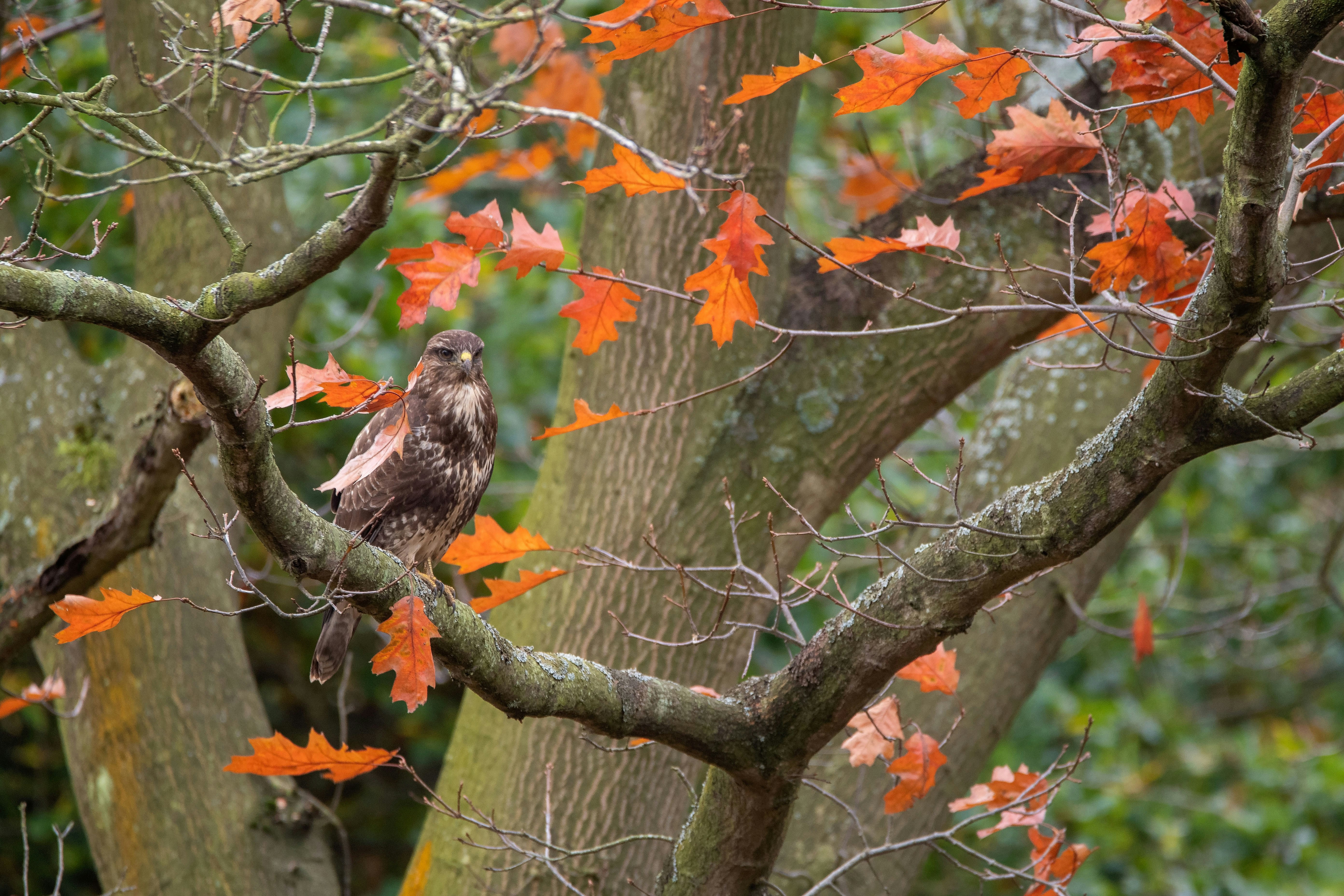 Autumn Perch: Hawk Amidst Fiery Foliage