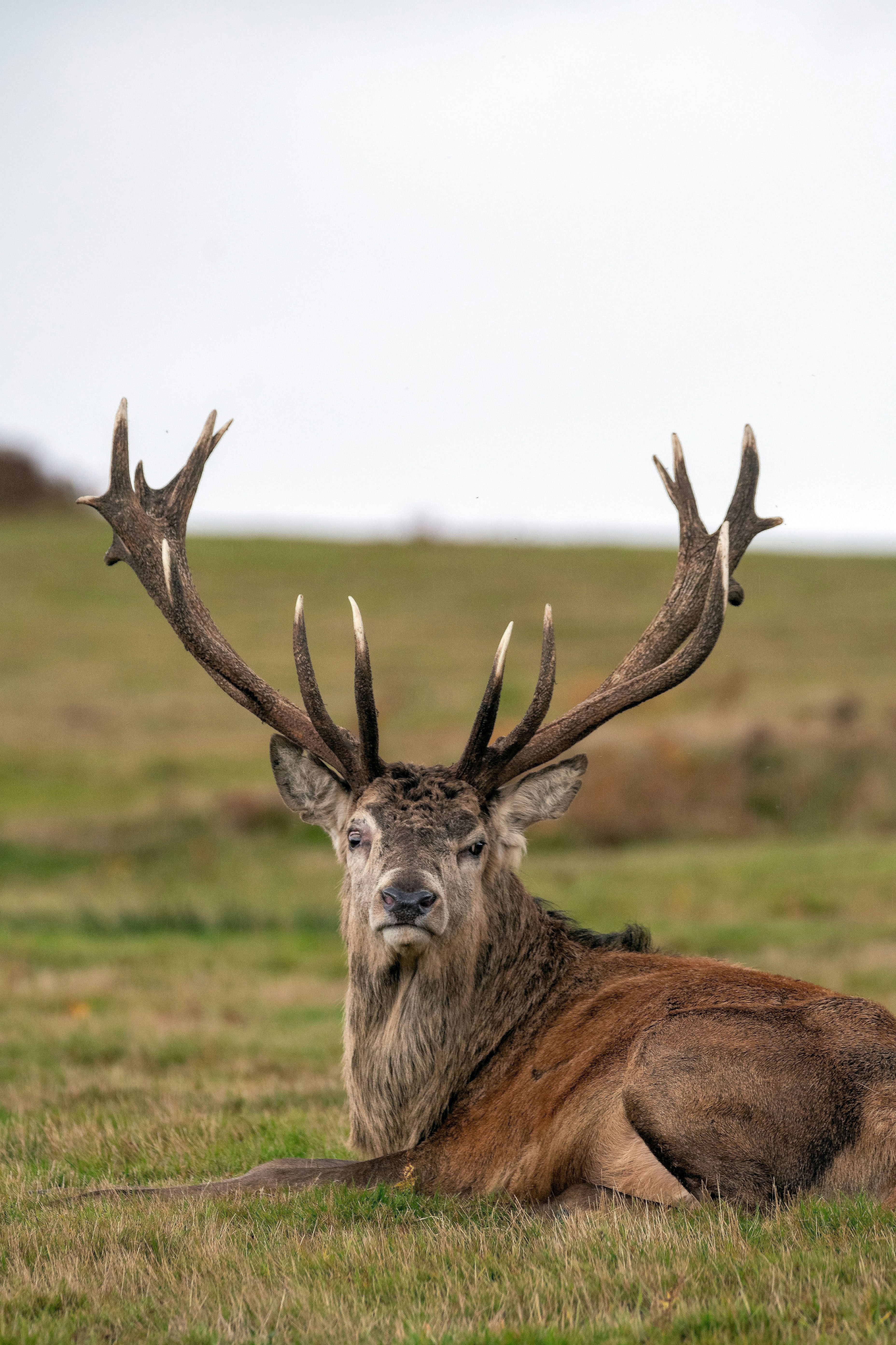 Brown deer on green grass field during daytime photo – Free Bradgate ...
