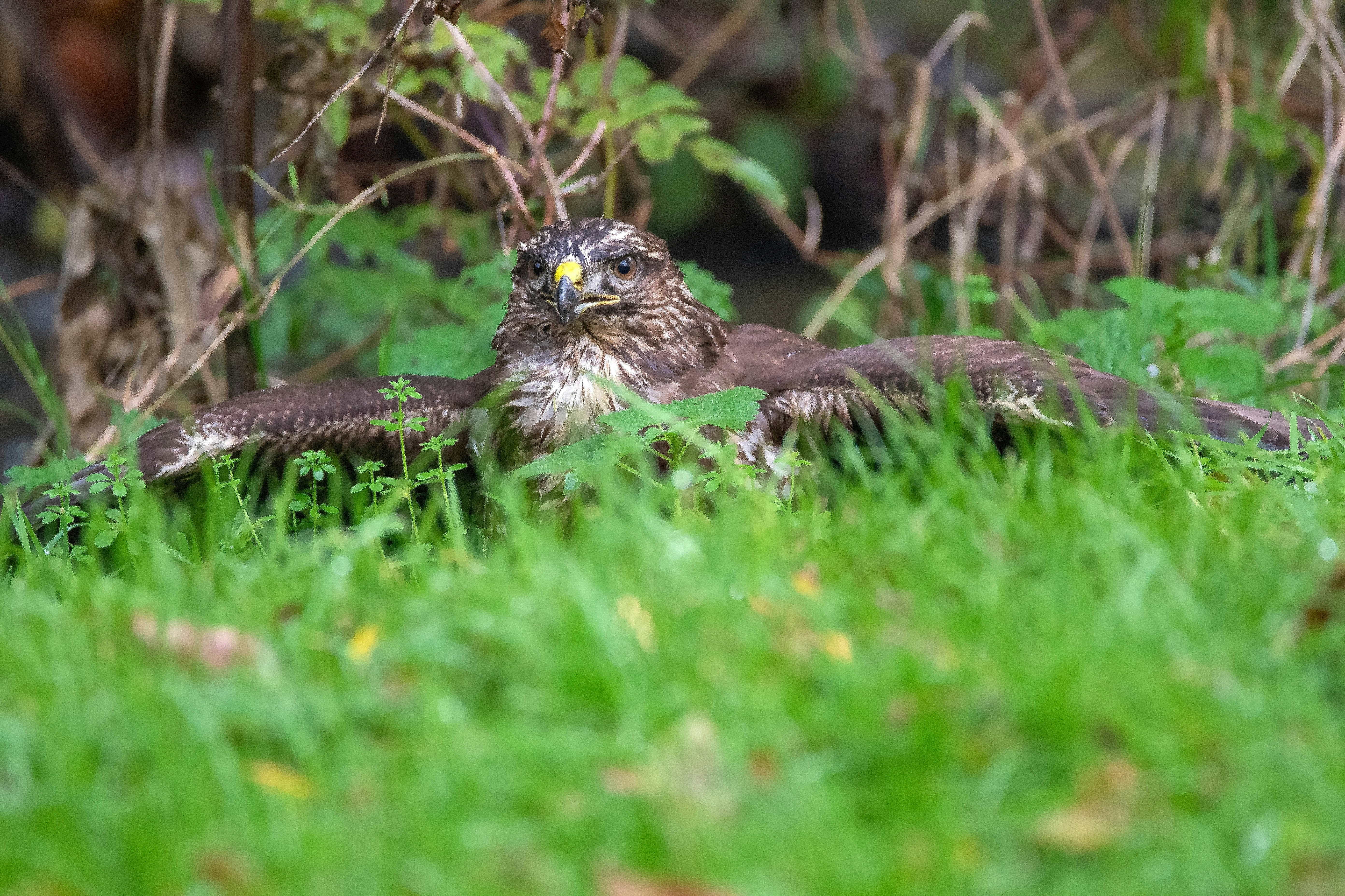 Hawk in Low Grass: Eye Level Confrontation at Dappled Edge