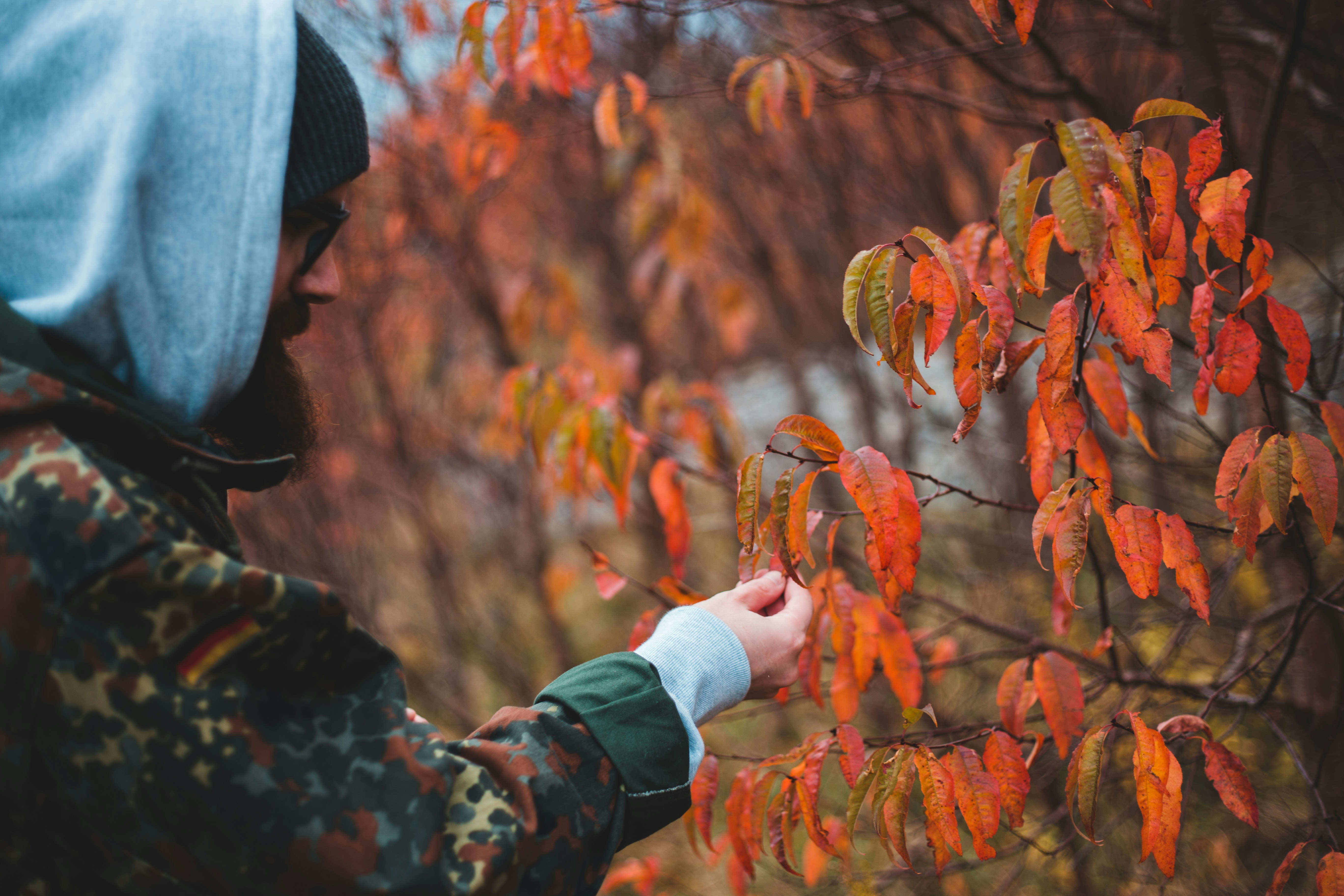 Autumn's Quiet Contact: A Hand Reaches Through Flame-Colored Foliage