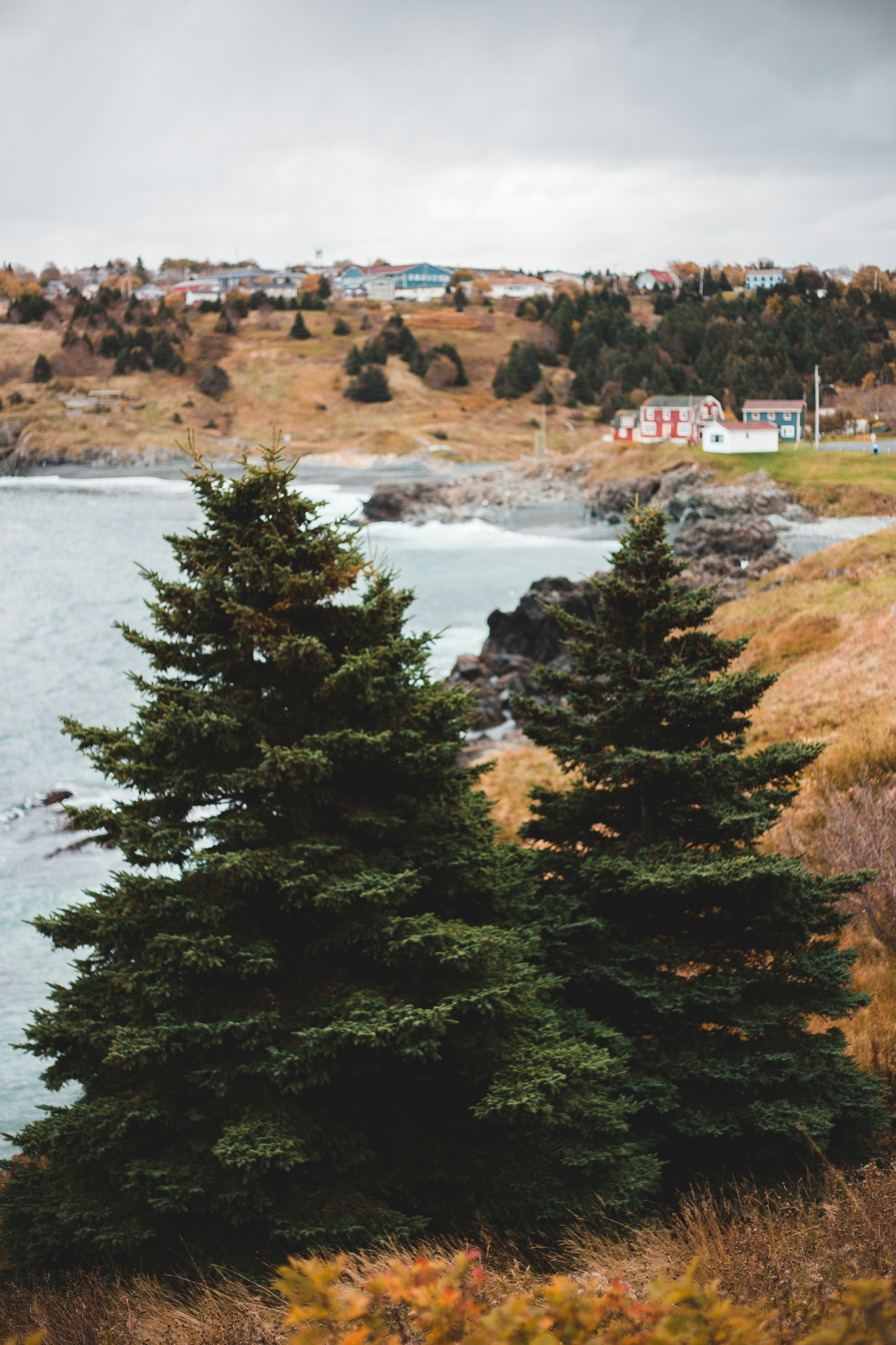 Sentinels by the Sea: Pines Over a Quiet Coastal Village