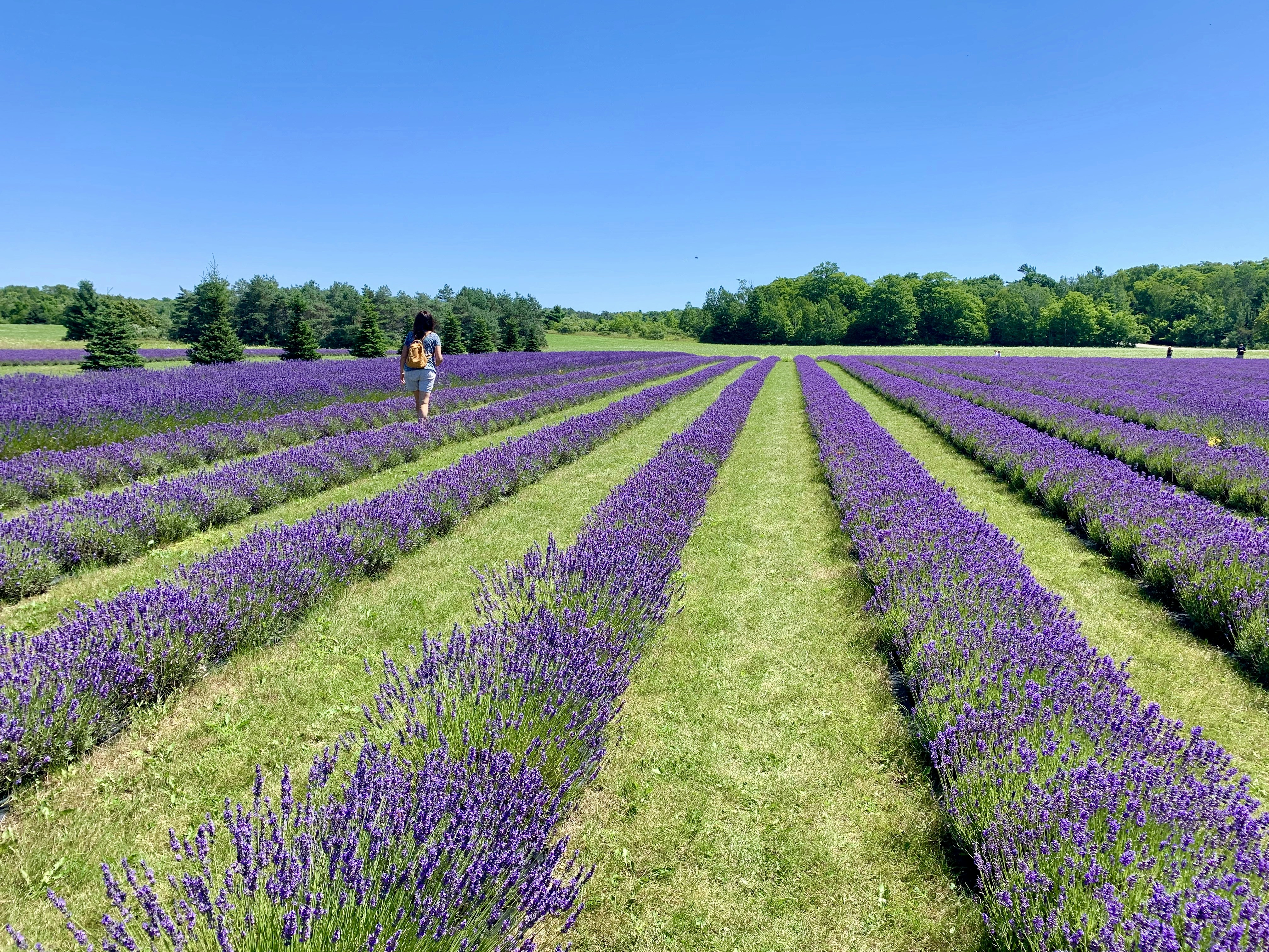 Person walking through vibrant lavender fields on a sunny day.