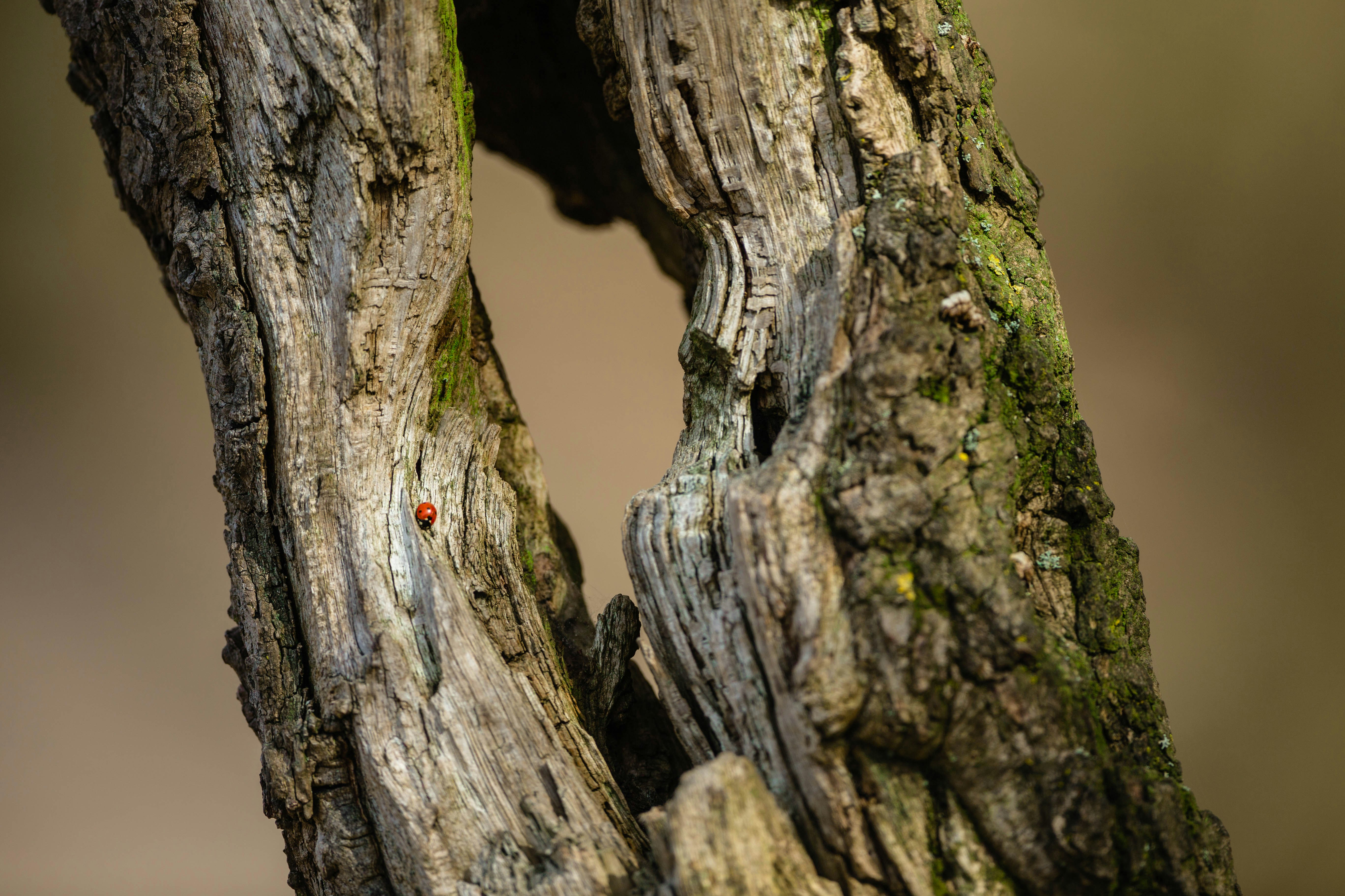 Gnarled tree trunk with textured bark and a small ladybug nestled in a crevice.
