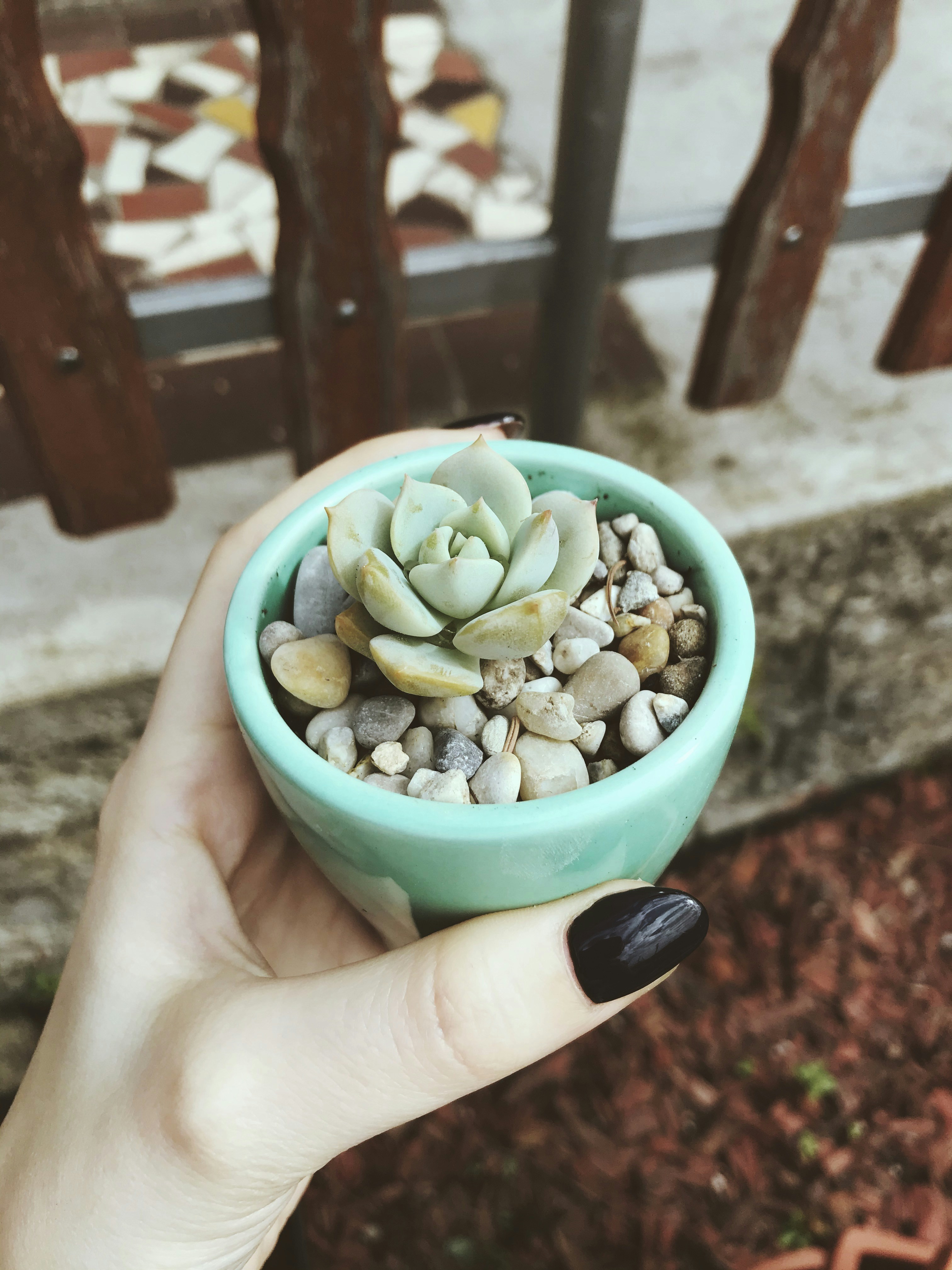 Turquoise Cradle: a hand-held succulent among pebbles