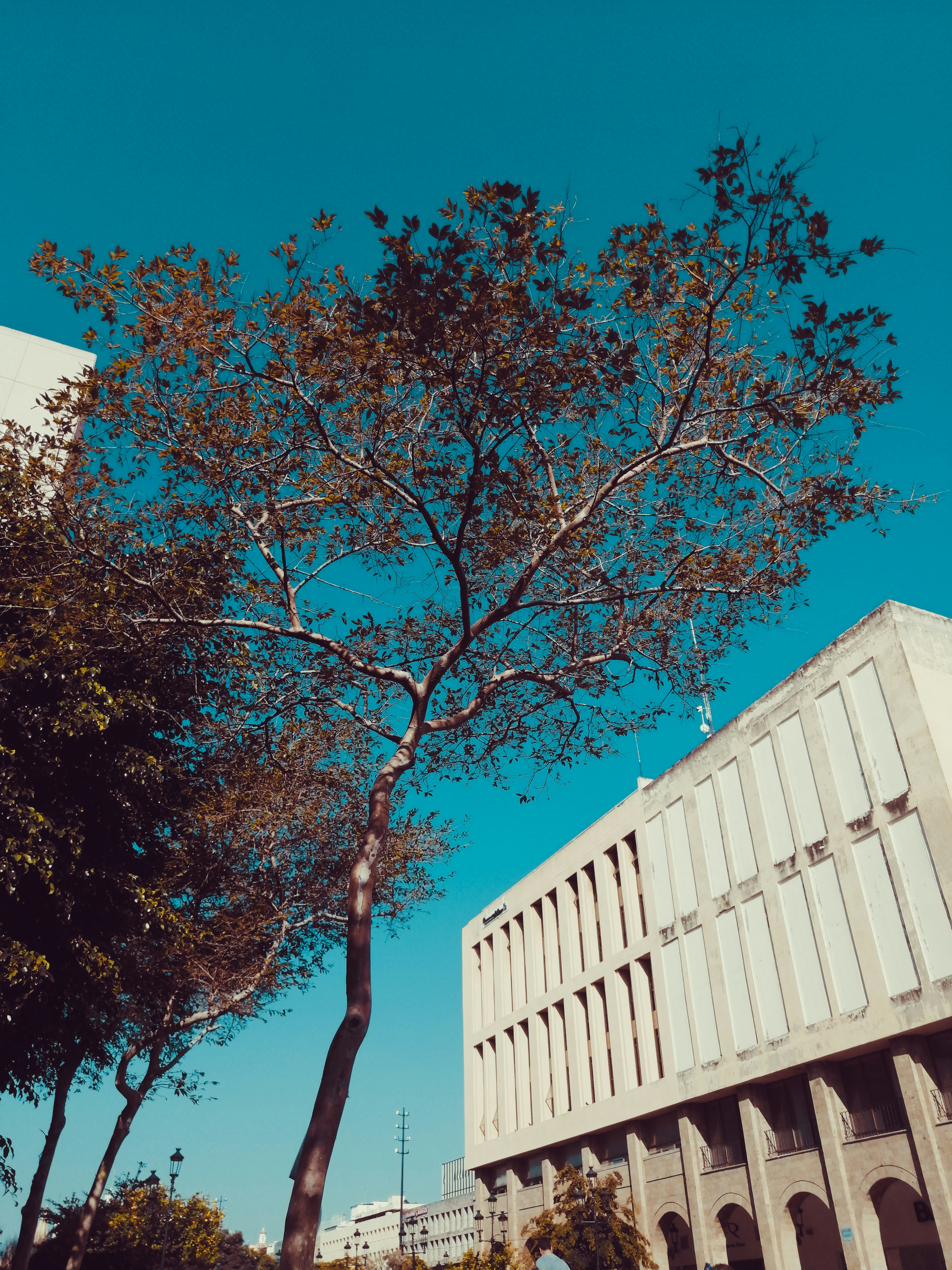 white wooden fence near green tree under blue sky during daytime