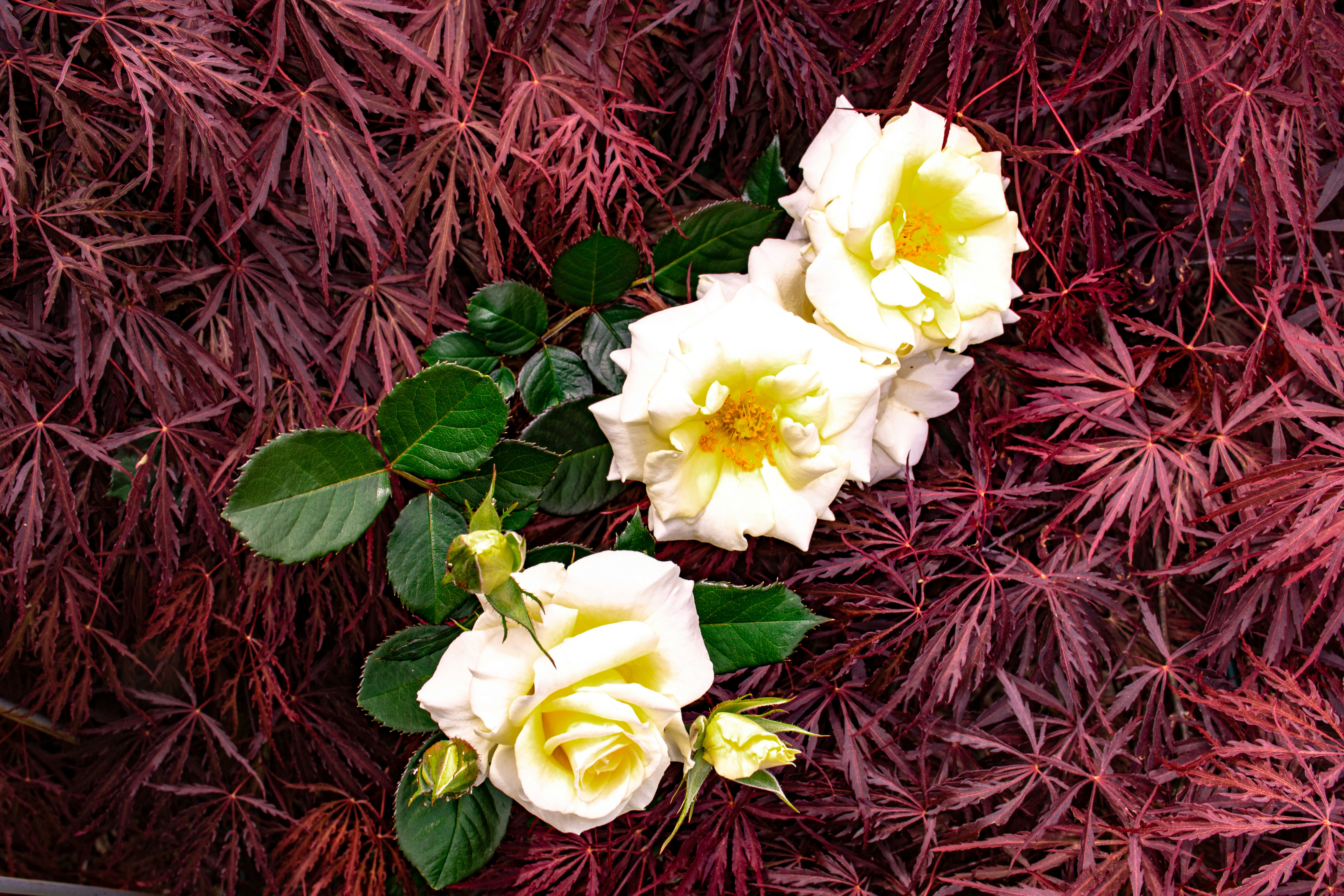 Cream Roses Against a Crimson Leaf Backdrop