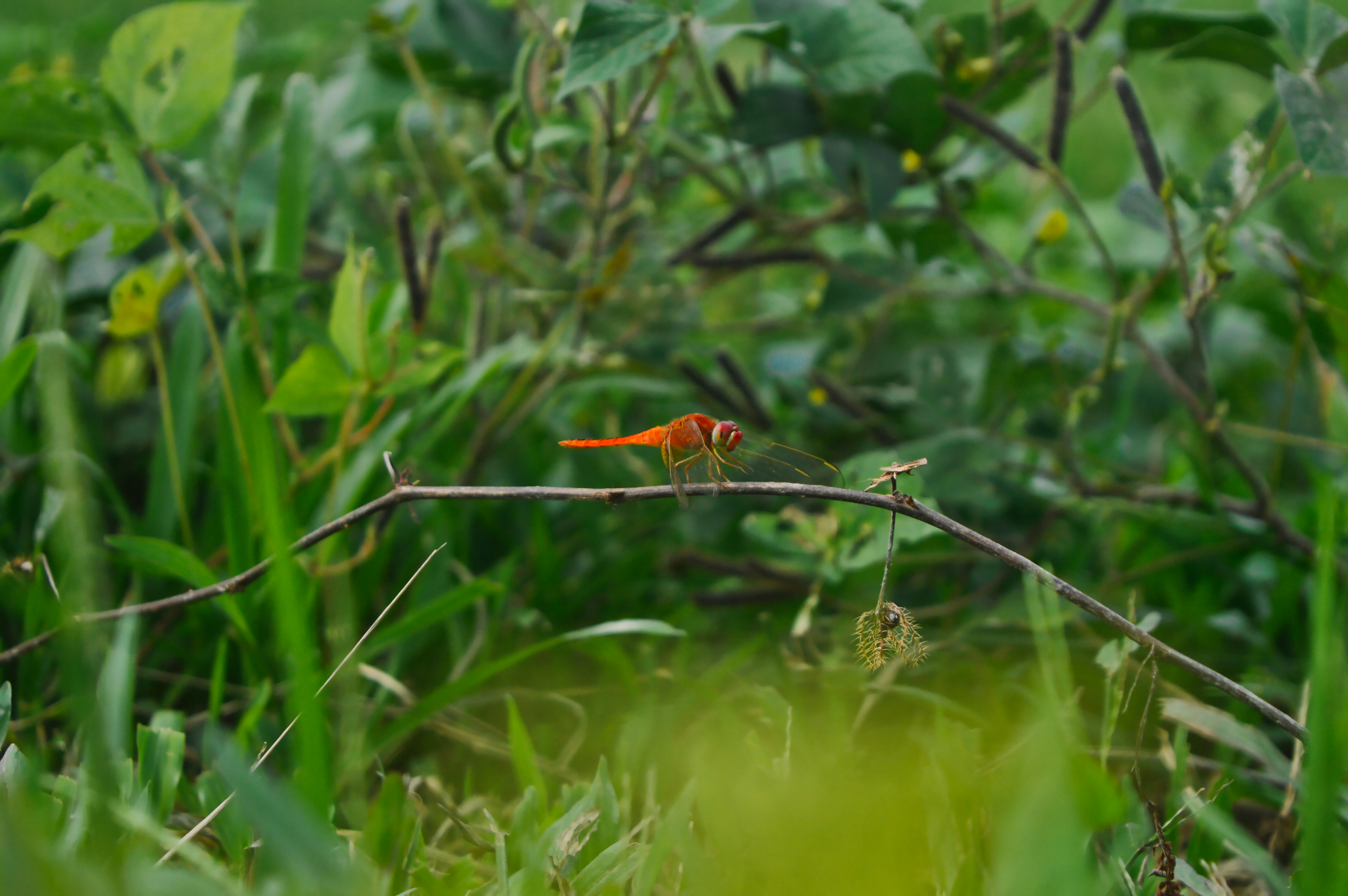 Red-veined darter perched on a slender branch surrounded by dense green foliage.