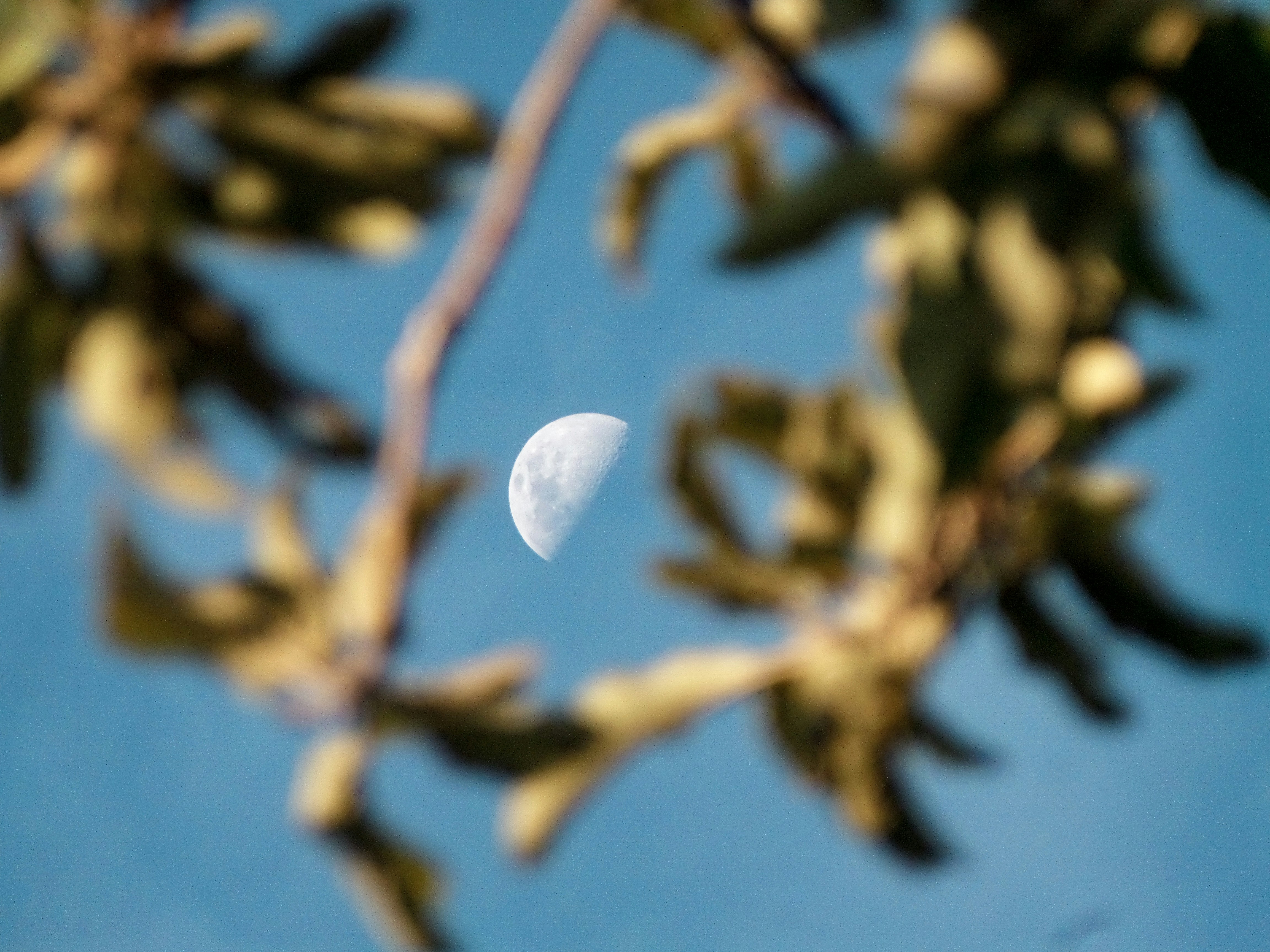 Half moon visible through blurred, leafy branches against a clear blue sky.
