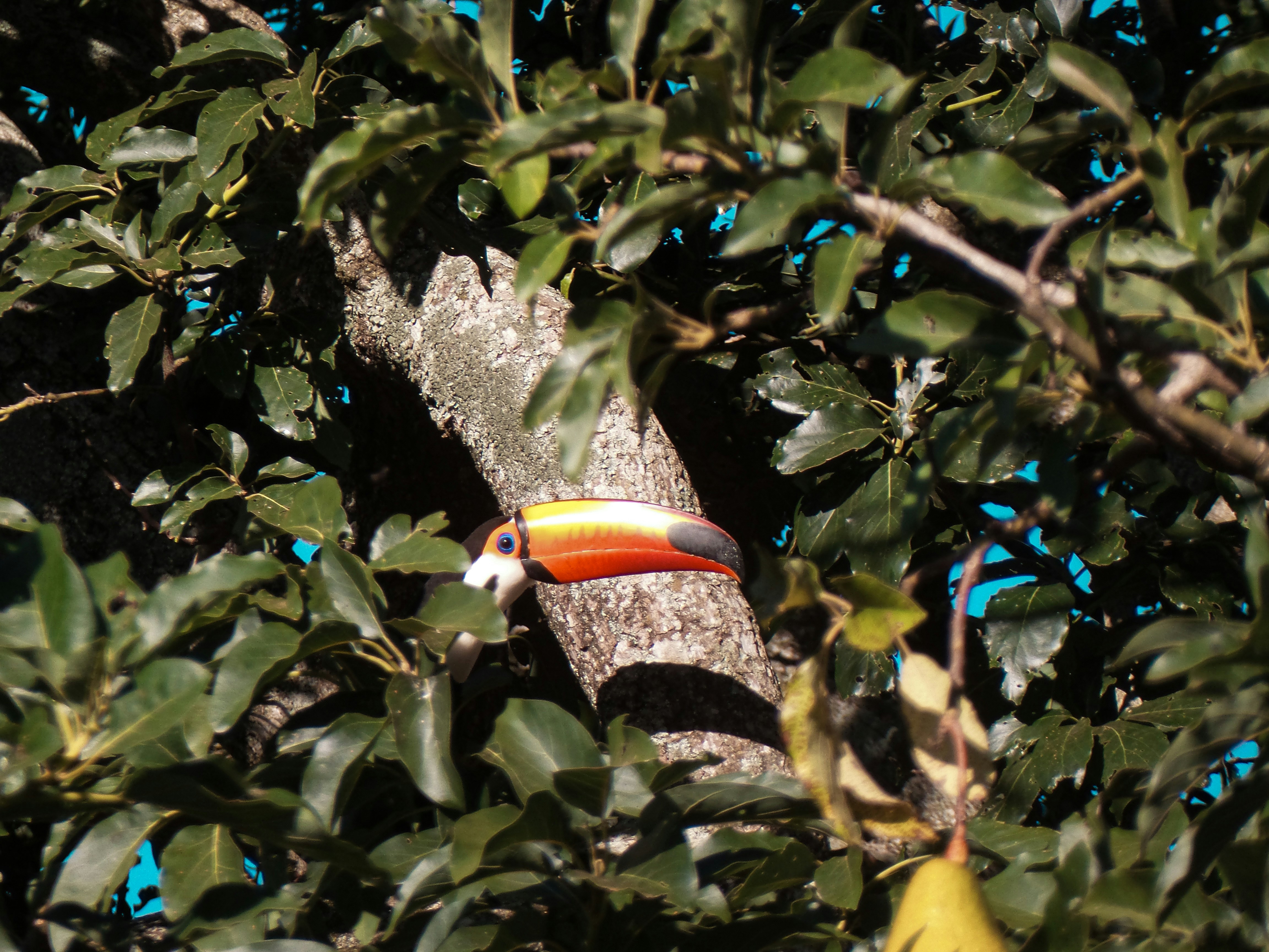 Vibrant bird perched among dense green foliage and branches in sunlight.