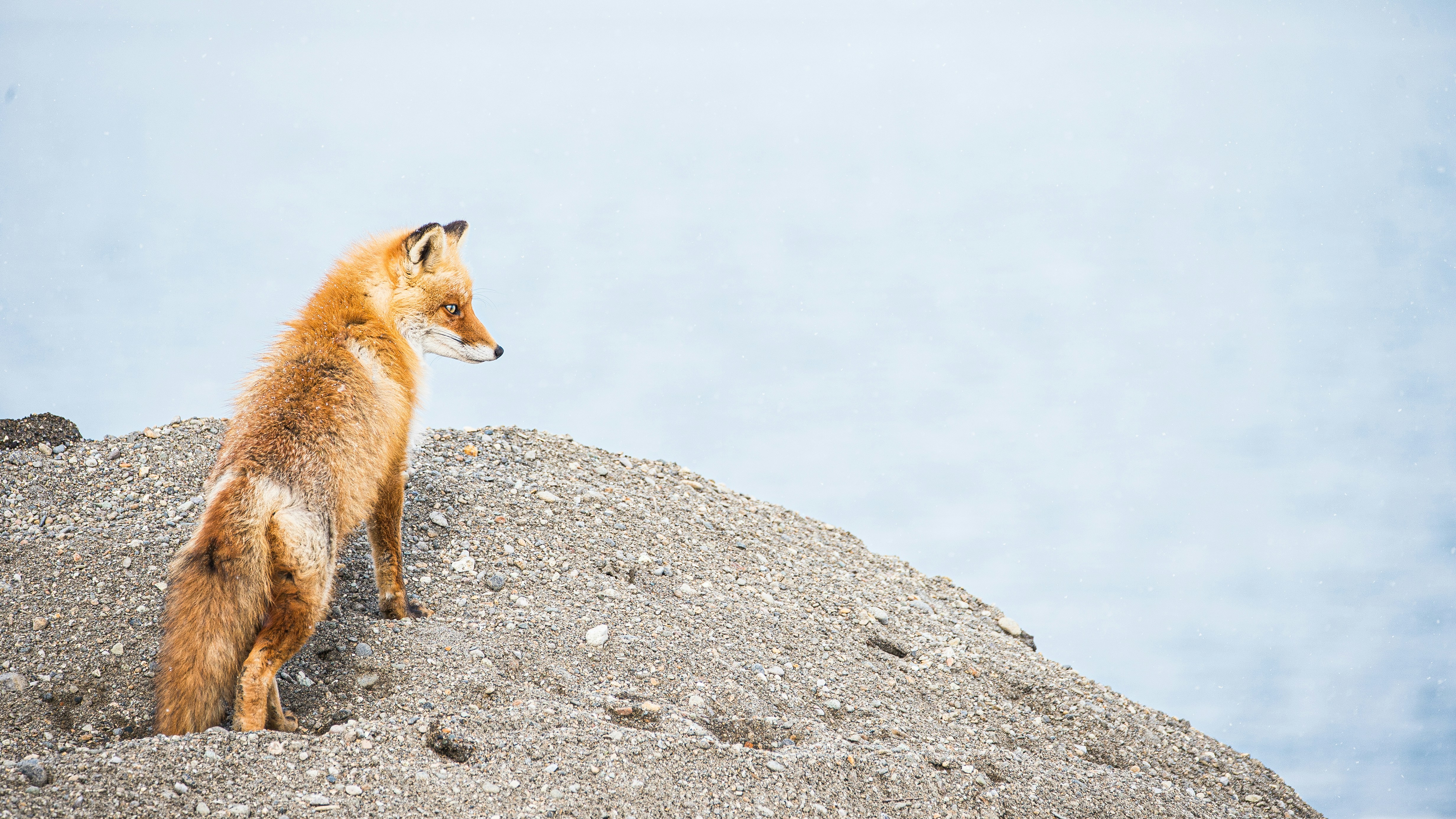 A fox stands poised on a gravel mound, gazing intently at the calm waters beyond.