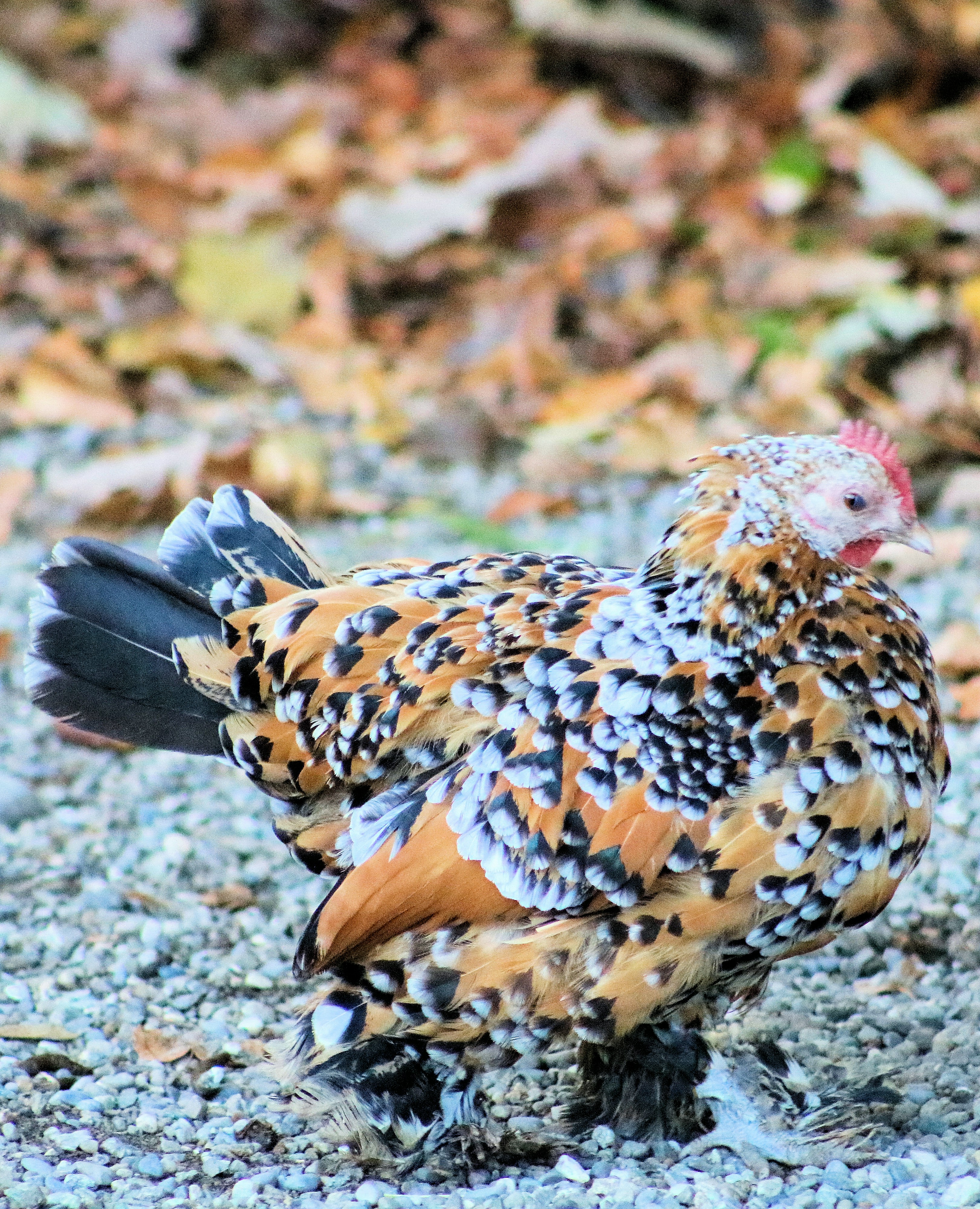Autumn Mosaic Hen: A Speckled Plume Portrait on Gravel