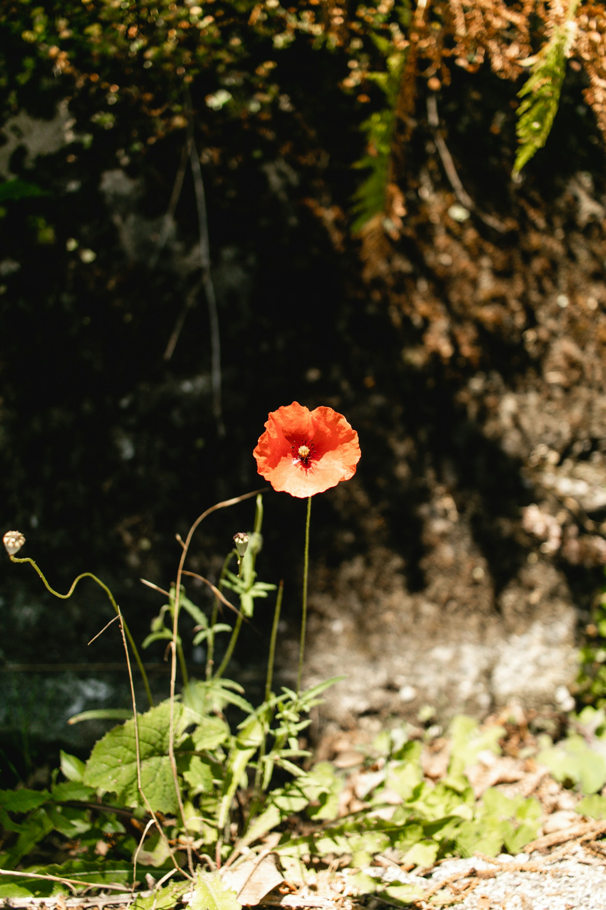 Scarlet Poppy Against the Shadowed Wall