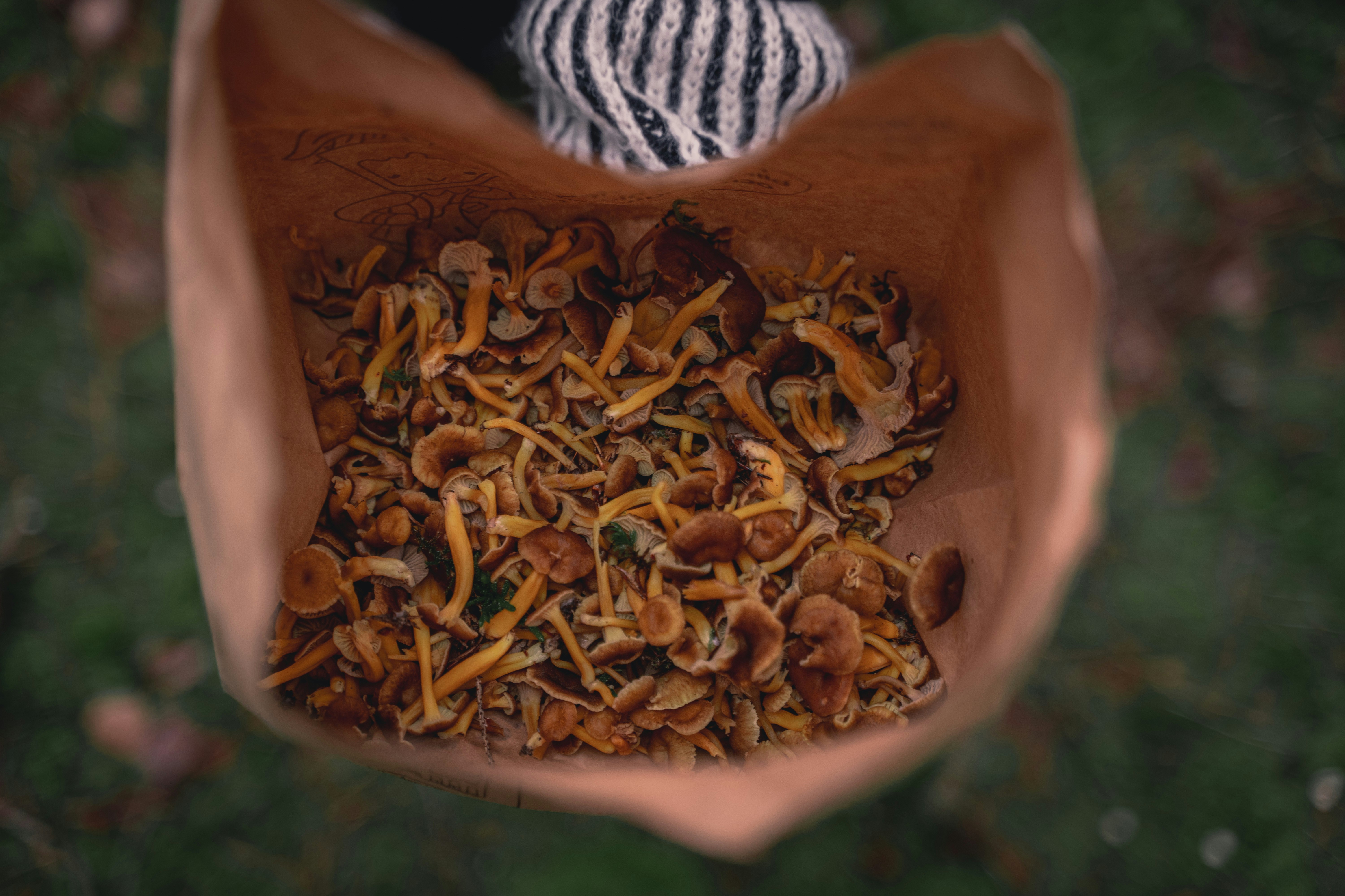 Handheld paper bag filled with an assortment of freshly foraged mushrooms, showcasing their unique shapes and colors against a blurred natural background.