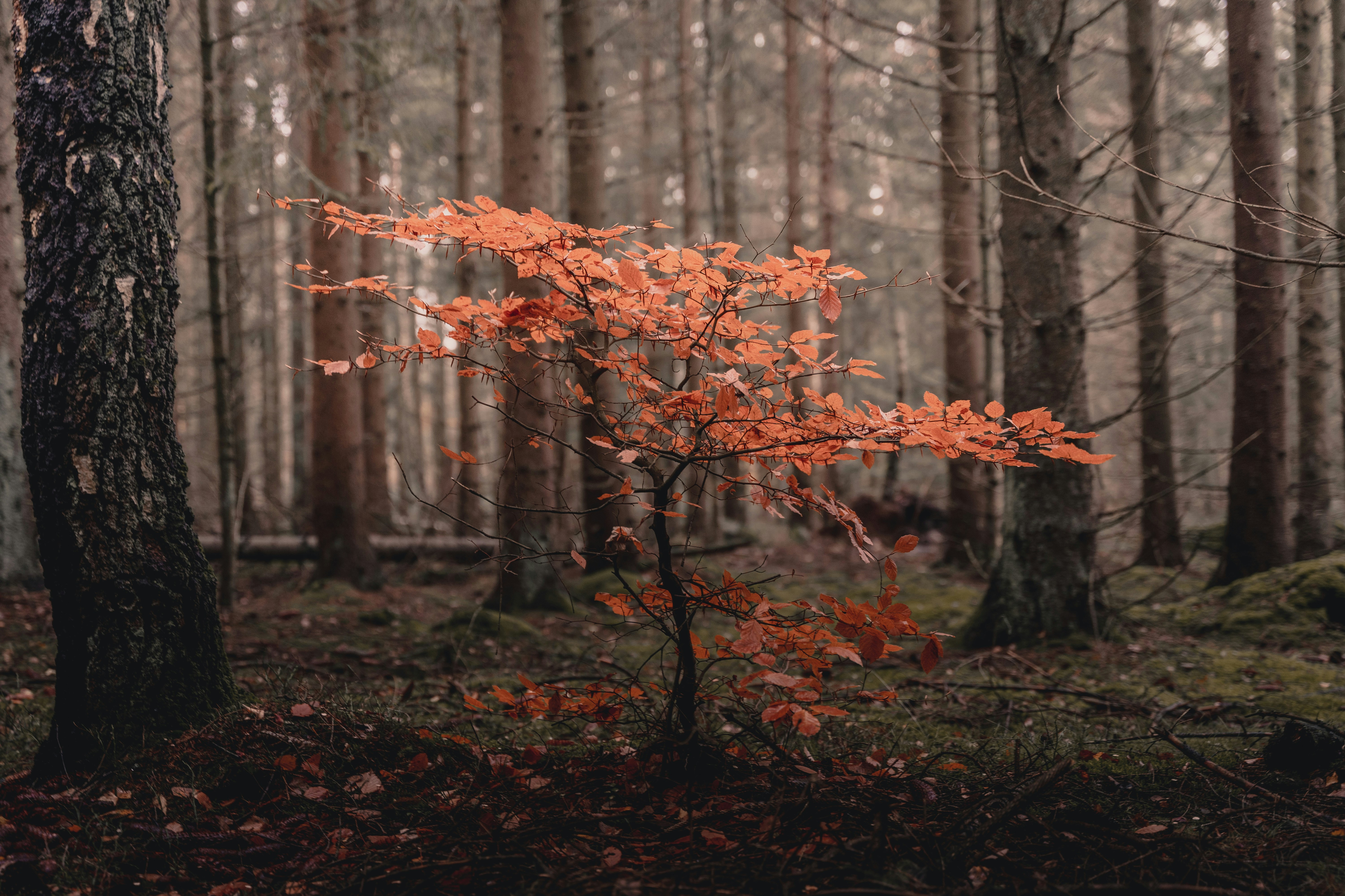 Ember Sapling: A Luminous Orange Break in a Mossy Forest