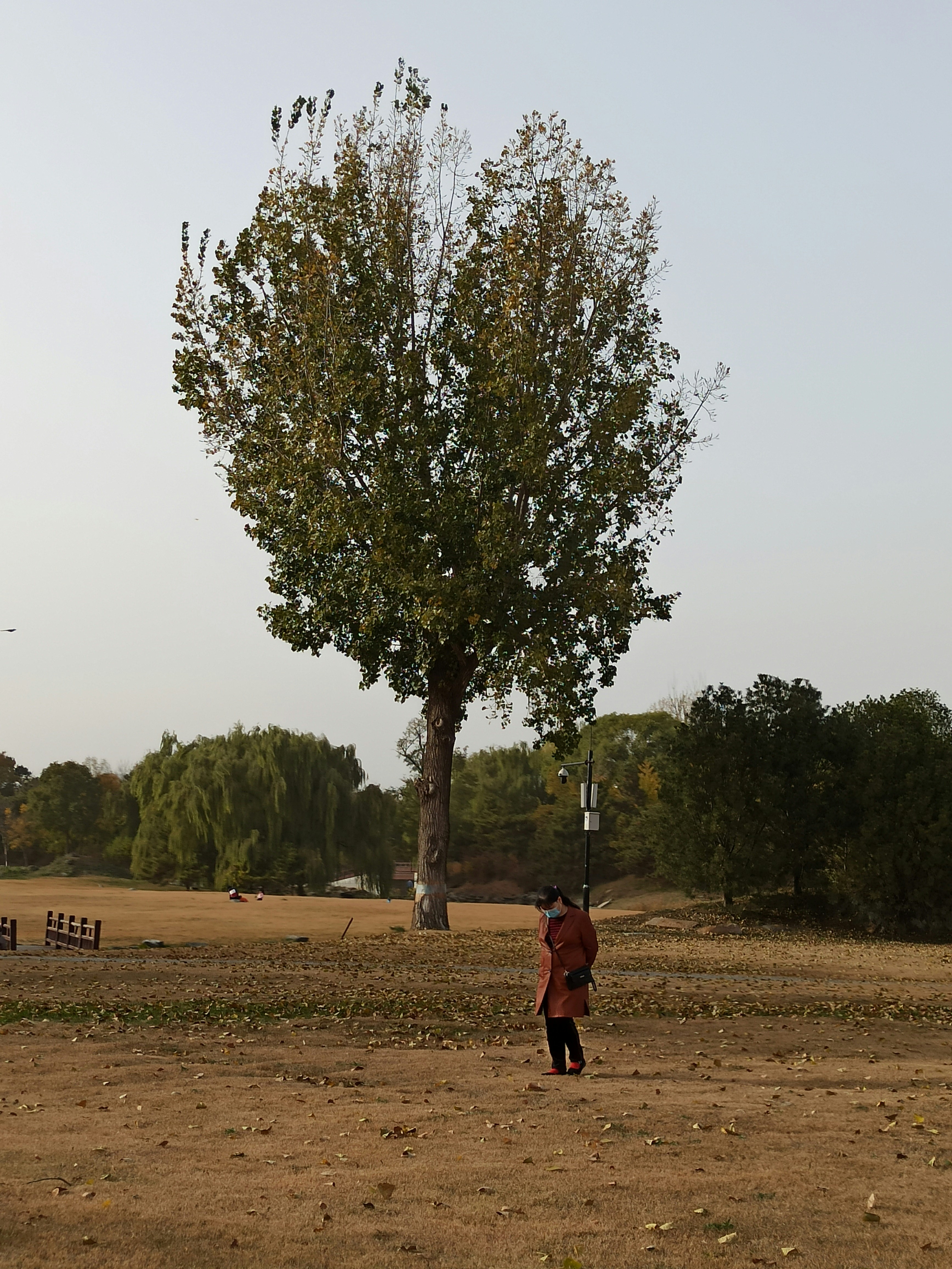 Tree And Human Pictures | Download Free Images on Unsplash