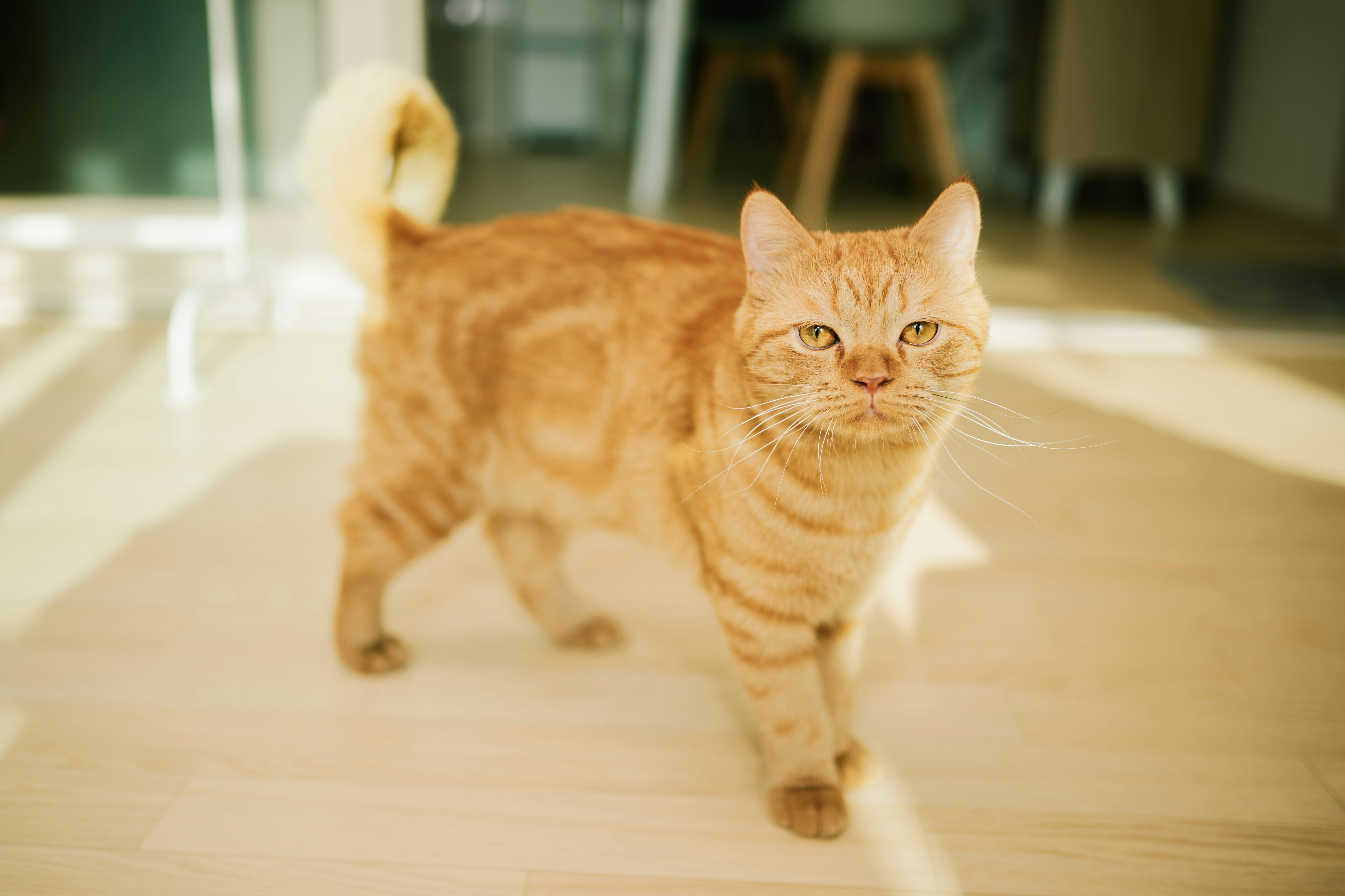 A ginger cat confidently striding across a sunlit wooden floor, showcasing its playful demeanor.