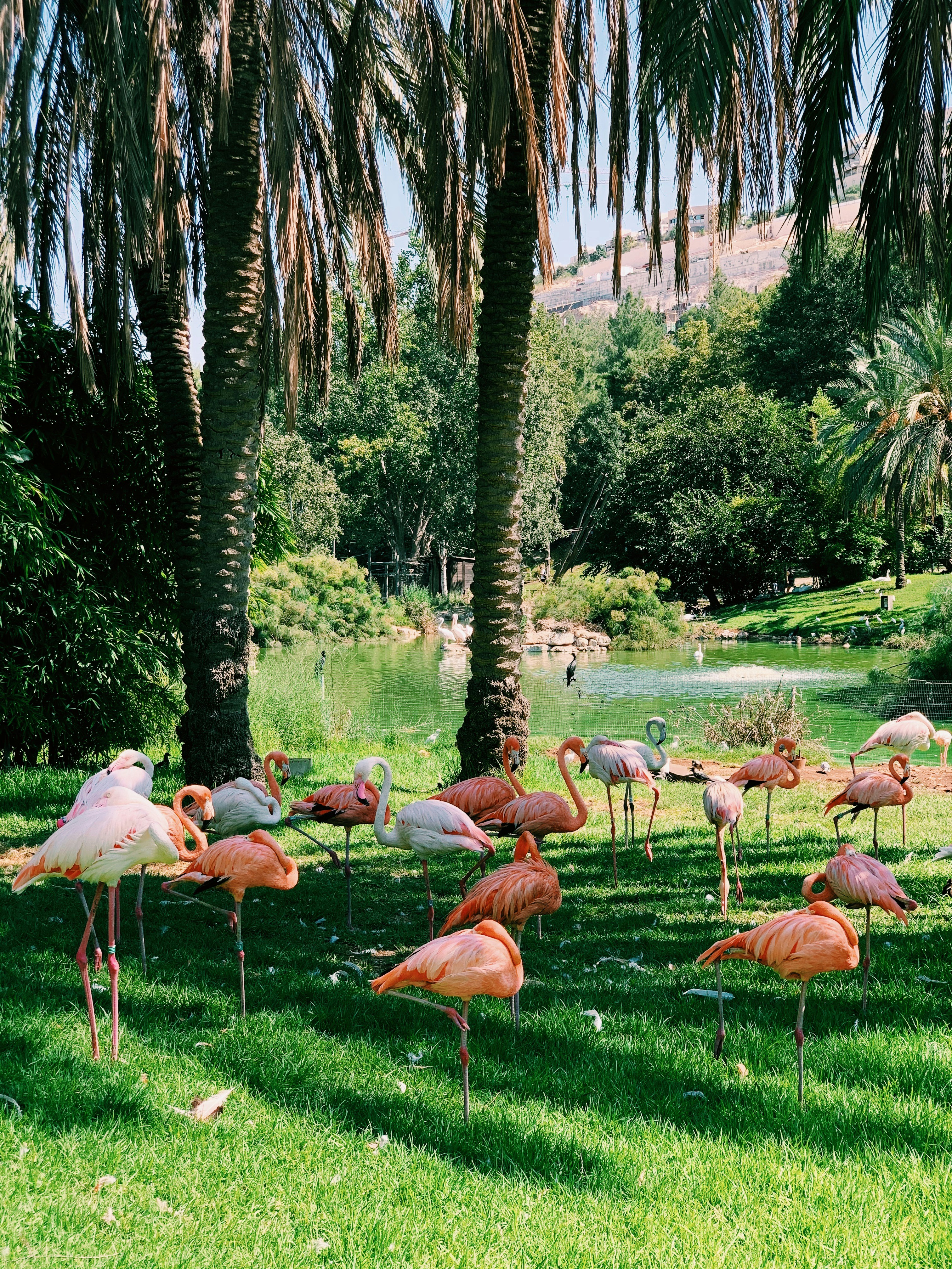 flock of flamingos on green grass field during daytime