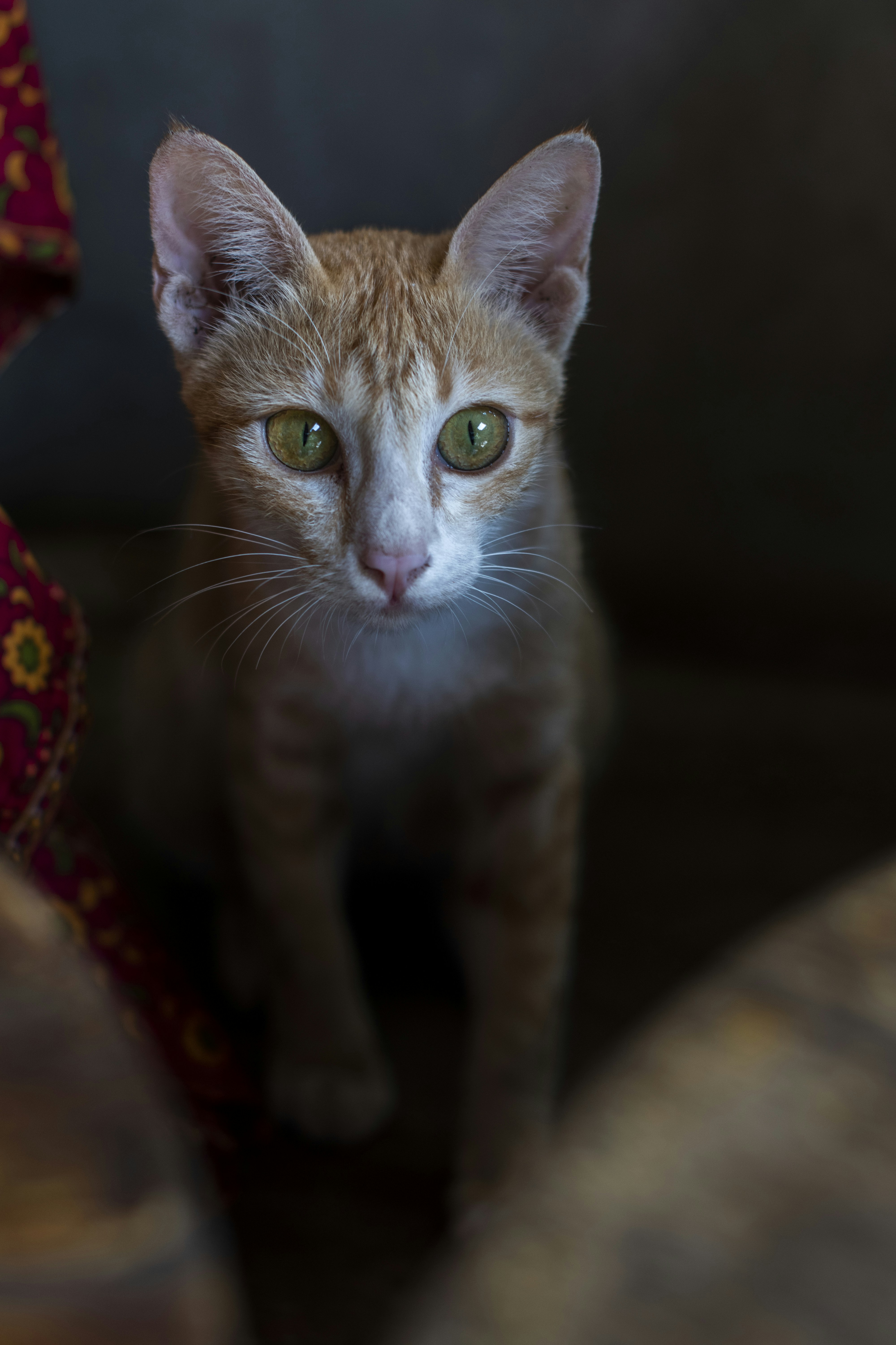 Emerald Gaze in the Half-Light: A Ginger Kitten