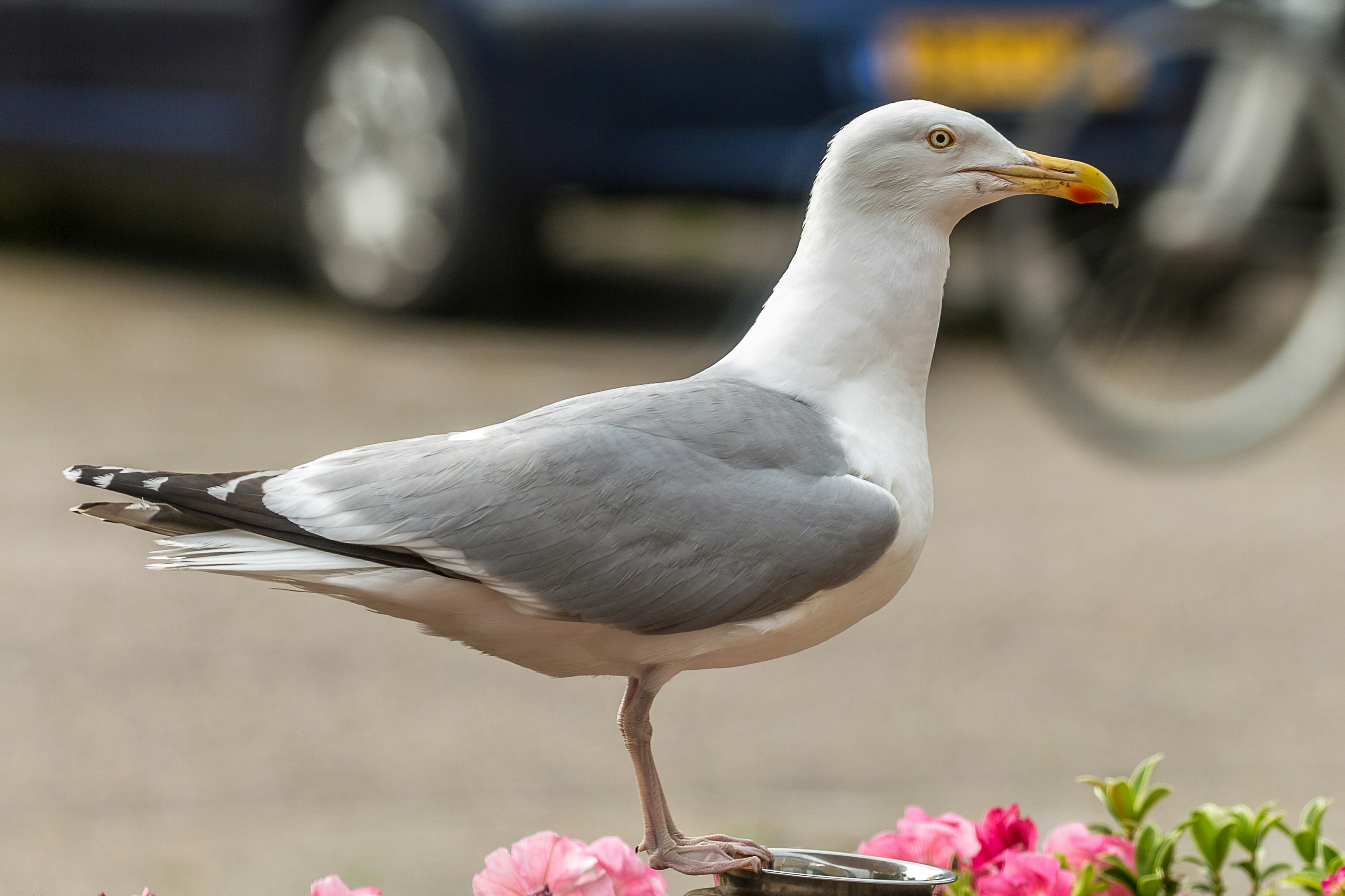 Seagull perched near vibrant flowers, observing its surroundings. The scene captures the essence of urban wildlife.